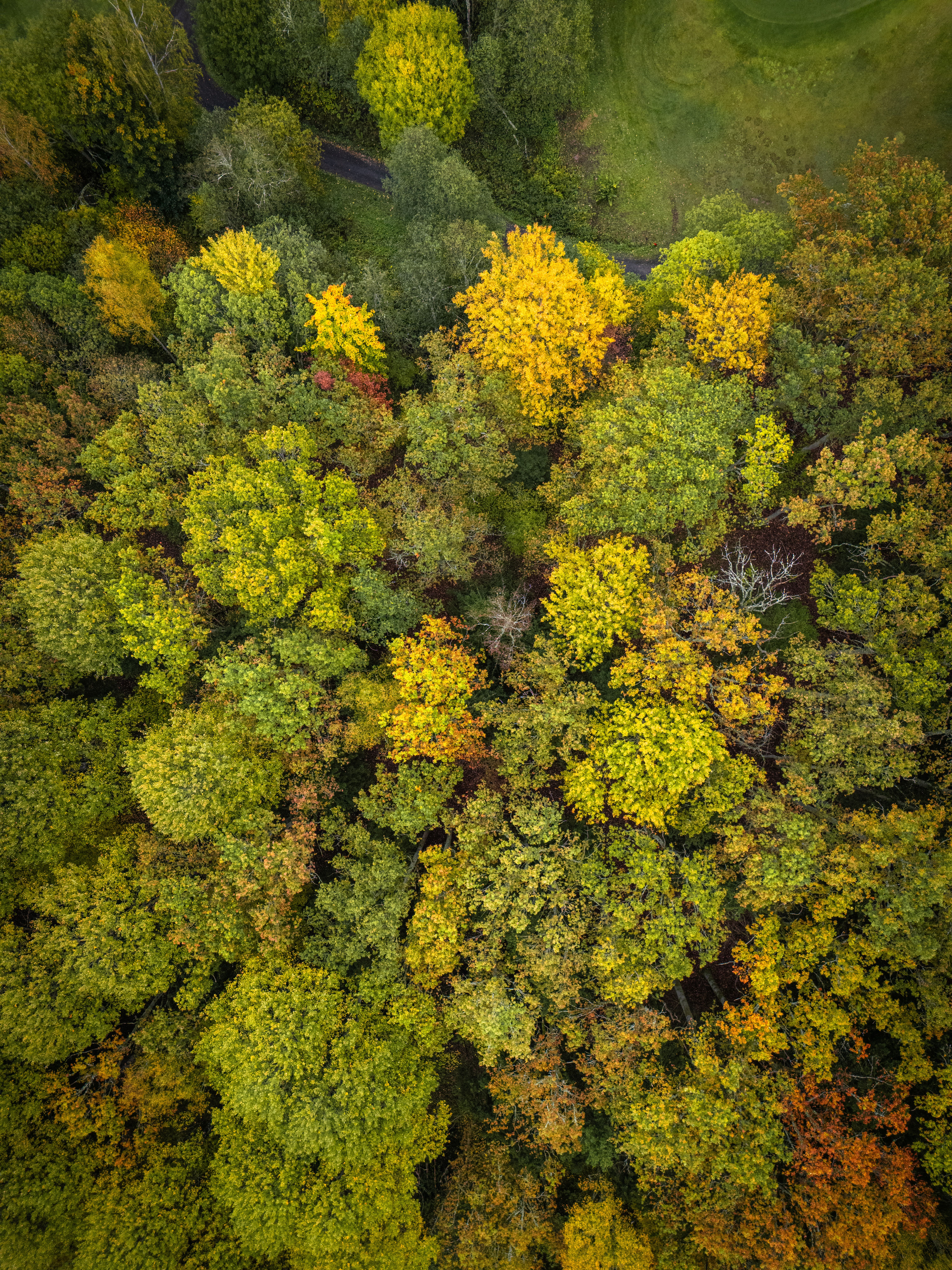 Aerial View of Vibrant Autumn Forest in Sweden · Free Stock Photo
