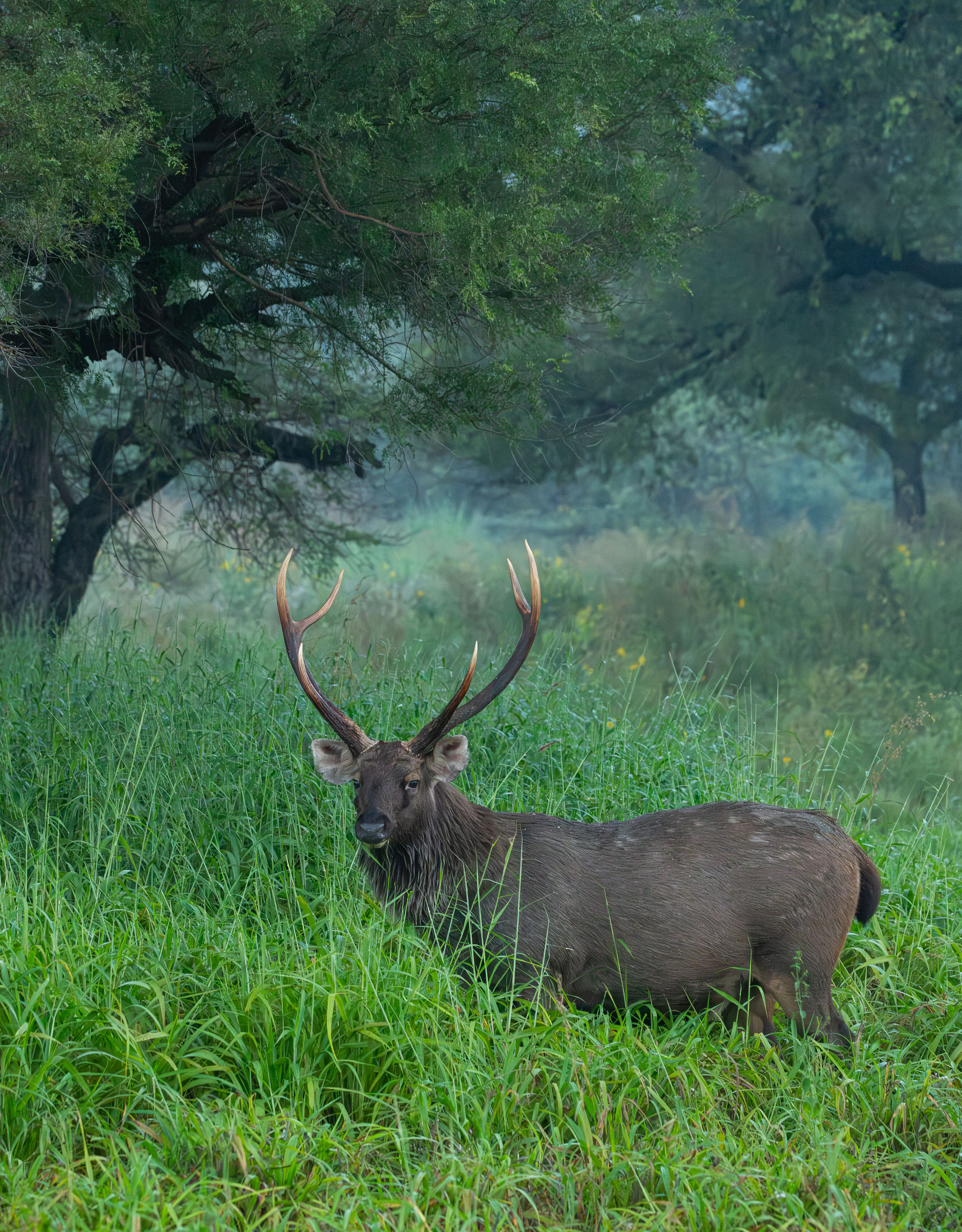 Somalisk Deer Photos, Download The BEST Free Somalisk Deer Stock Photos ...