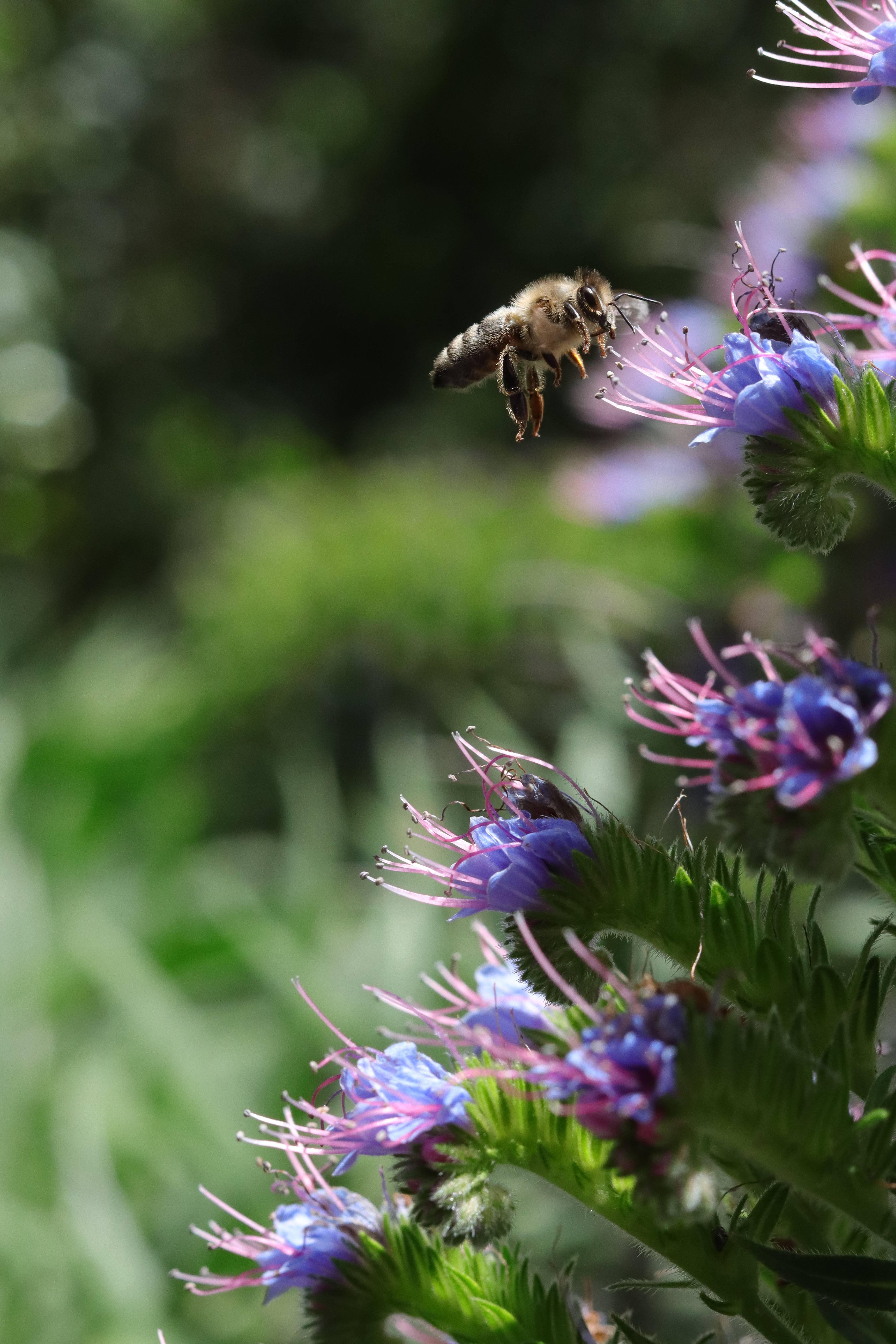 Bee Collecting Nectar from Purple Flowers · Free Stock Photo