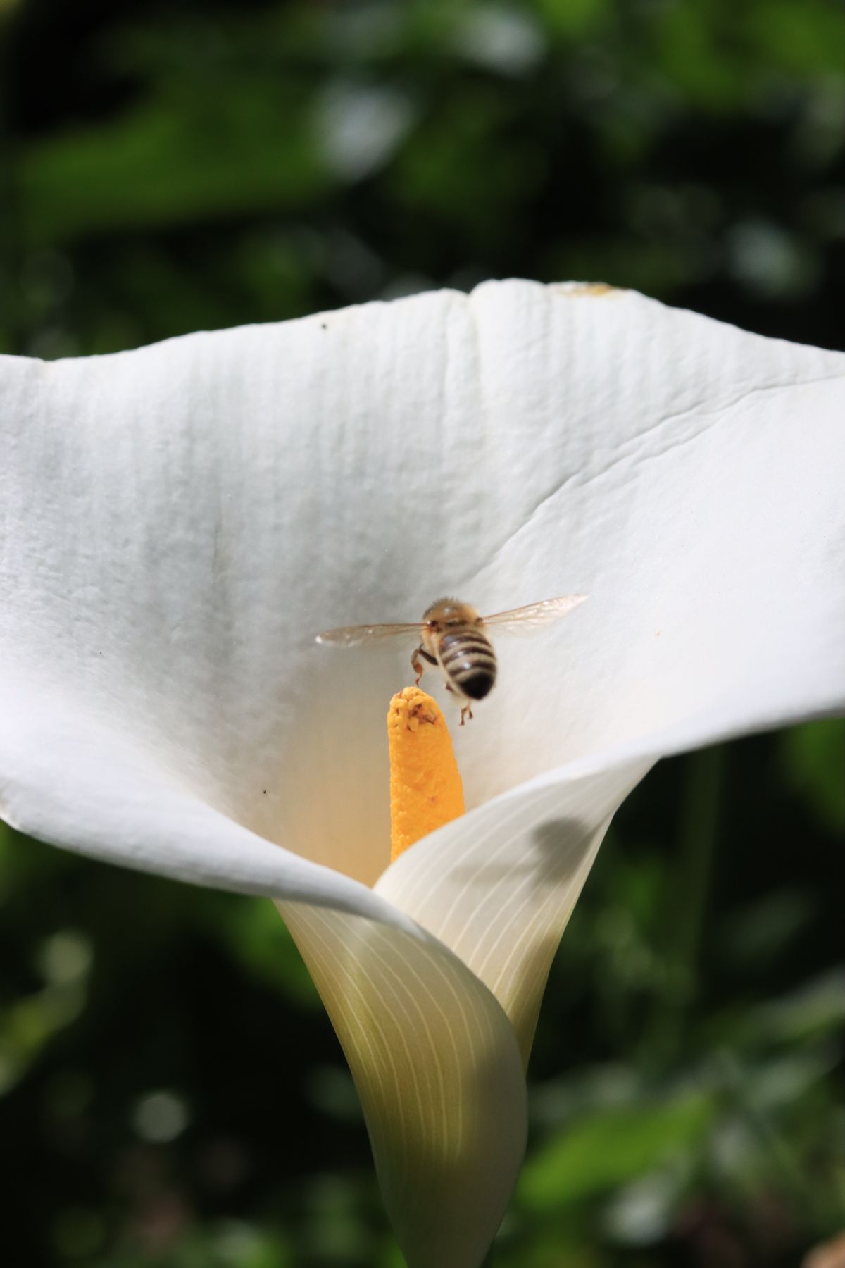 Calla Lily Photos, Download The BEST Free Calla Lily Stock Photos & HD ...