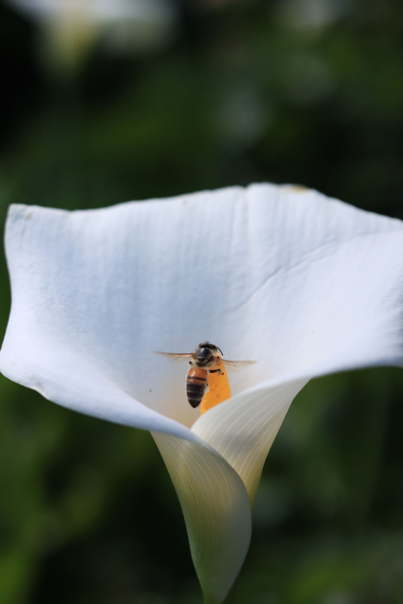 Calla Lily Photos, Download The BEST Free Calla Lily Stock Photos & HD ...