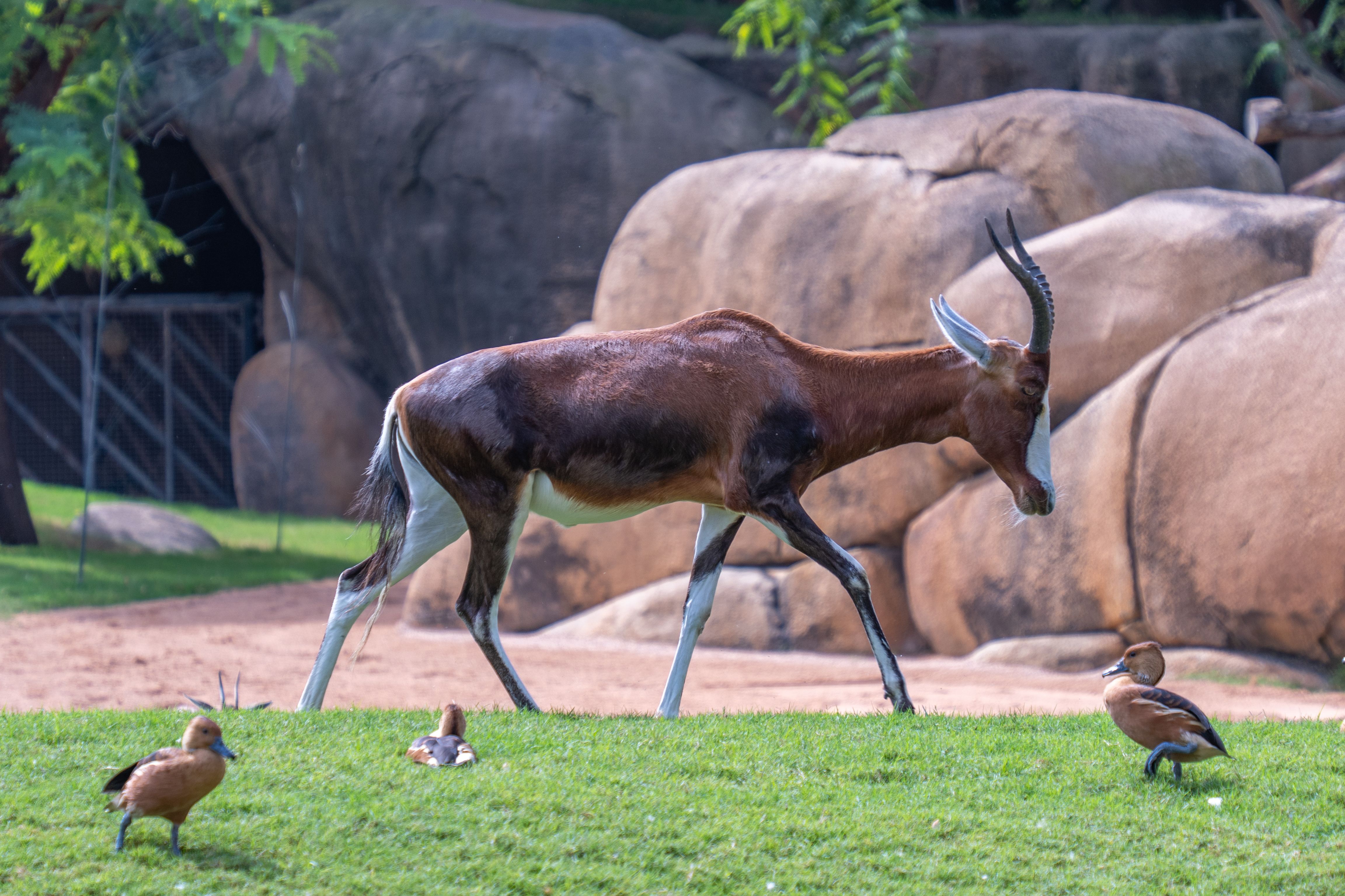 Therian Animals Photos, Download The BEST Free Therian Animals Stock ...