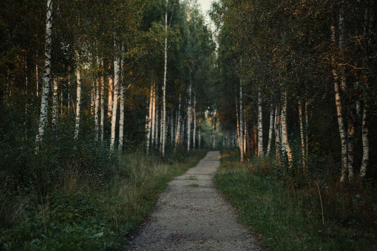 A Quiet Path Or Forest Trail With Soft Morning Light Photos, Download ...