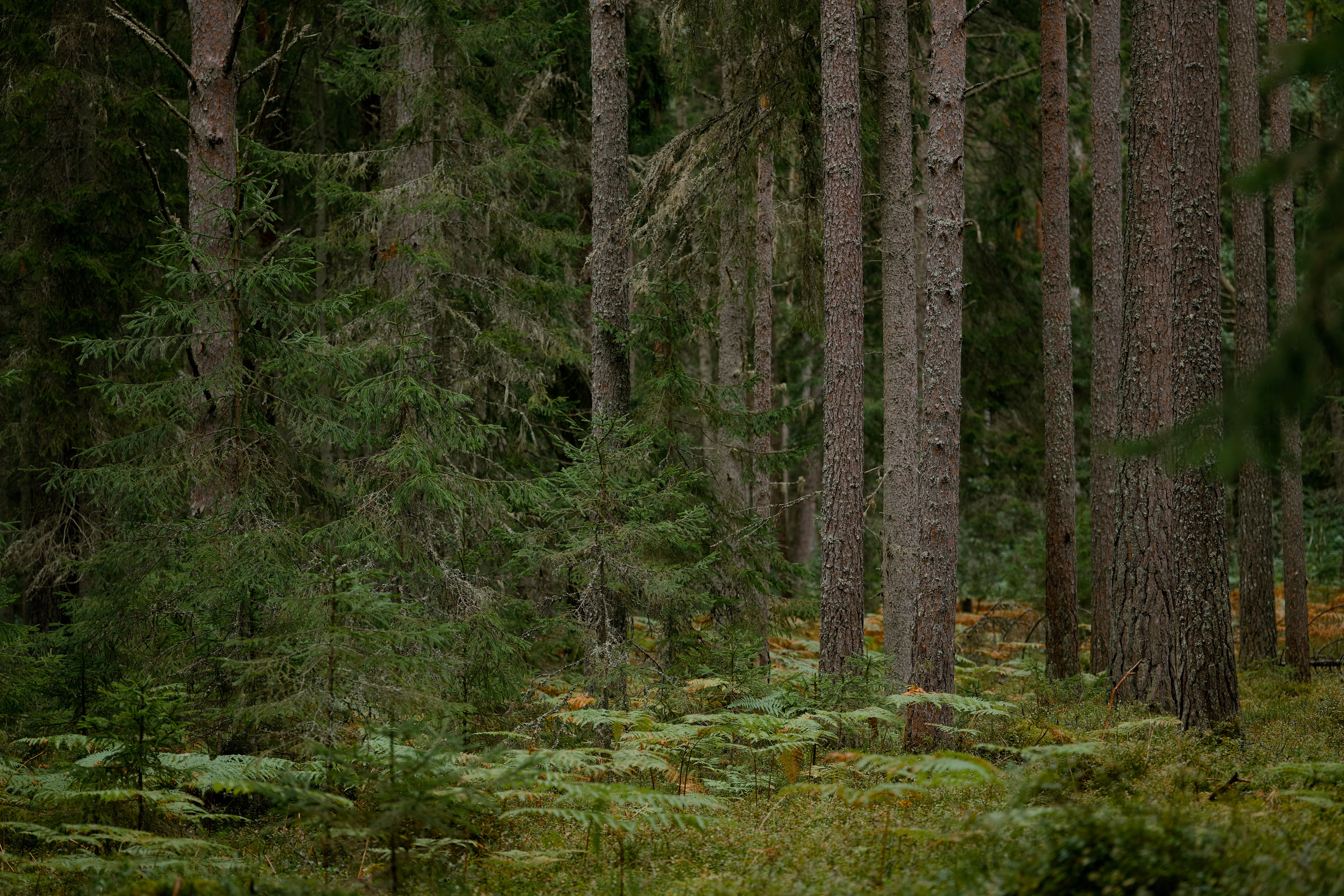 Skinseed Awe Photos, Download The BEST Free Skinseed Awe Stock Photos ...