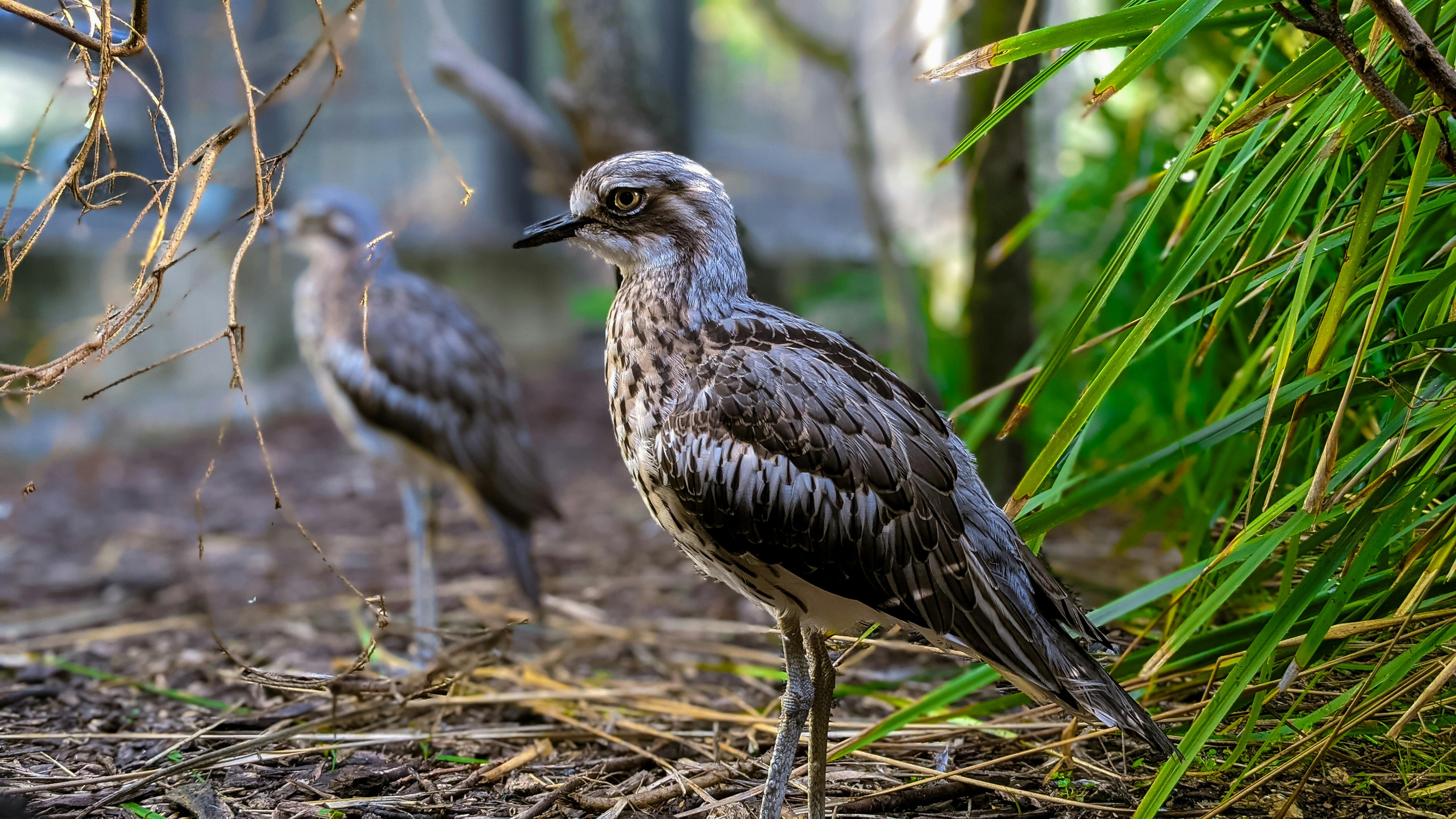 Close-up of Bush Stone-curlew in Natural Habitat · Free Stock Photo