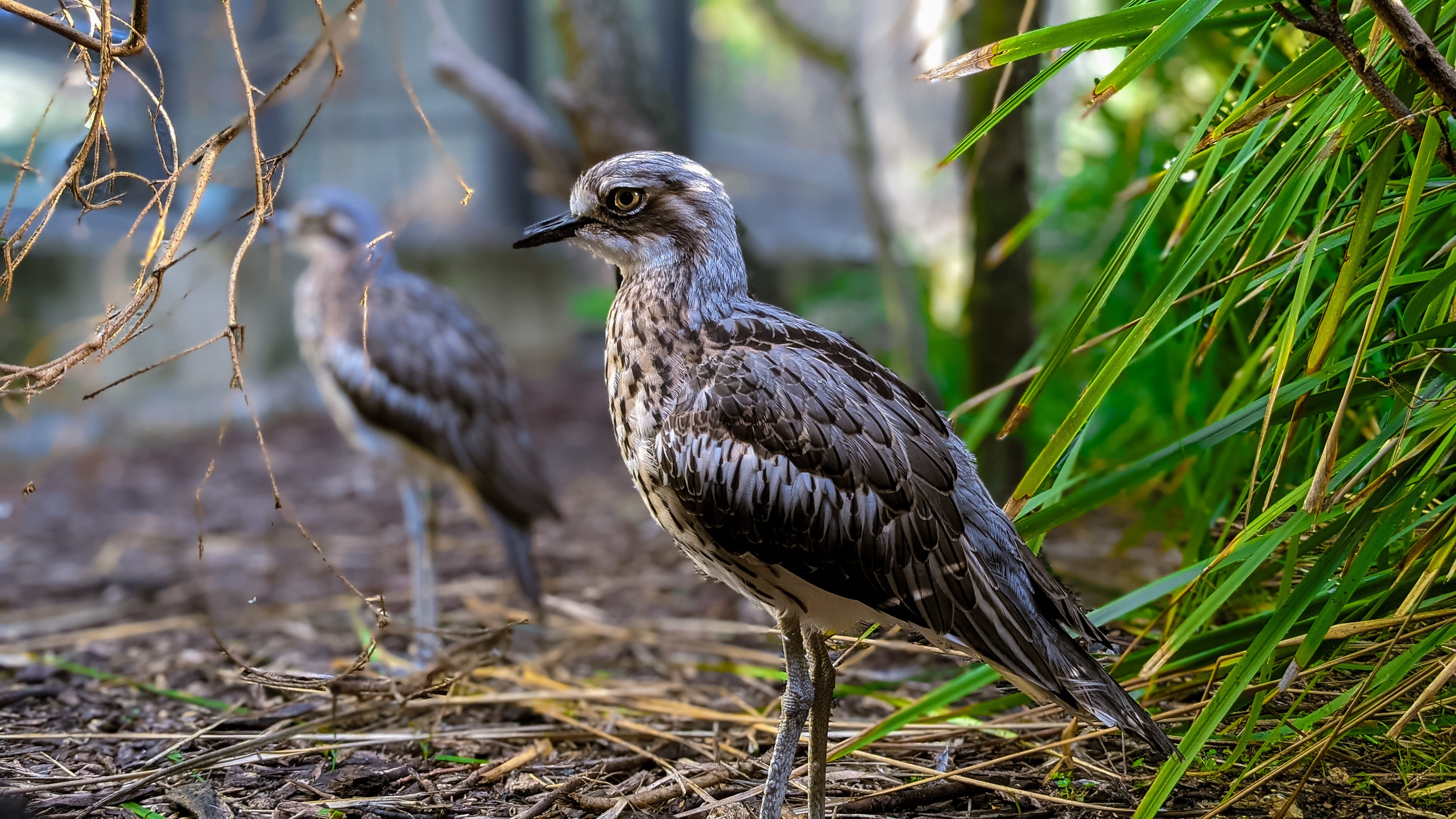 Close-up of Bush Stone-curlew in Natural Habitat · Free Stock Photo