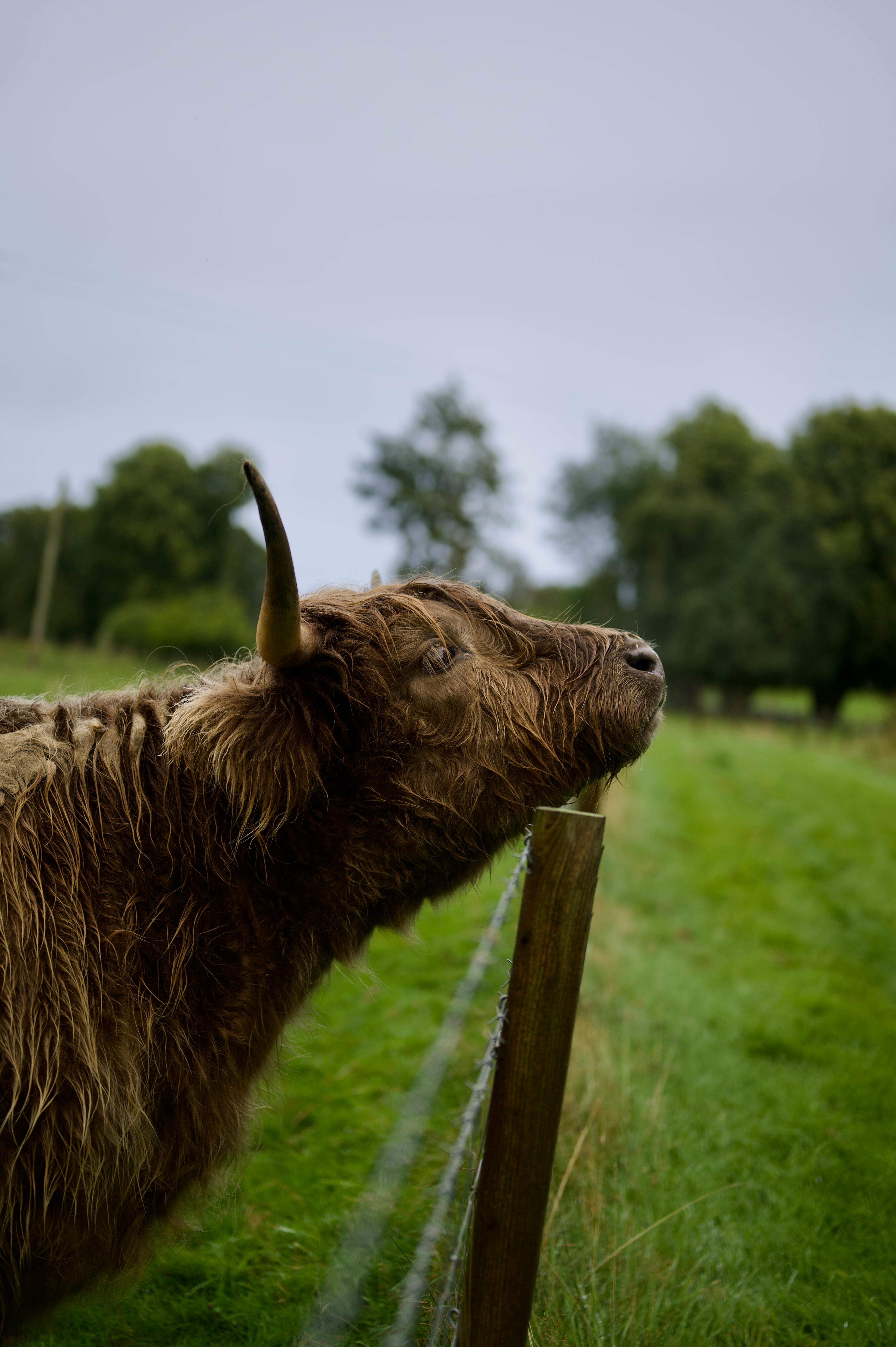 Bull Photos, Download The BEST Free Bull Stock Photos & HD Images