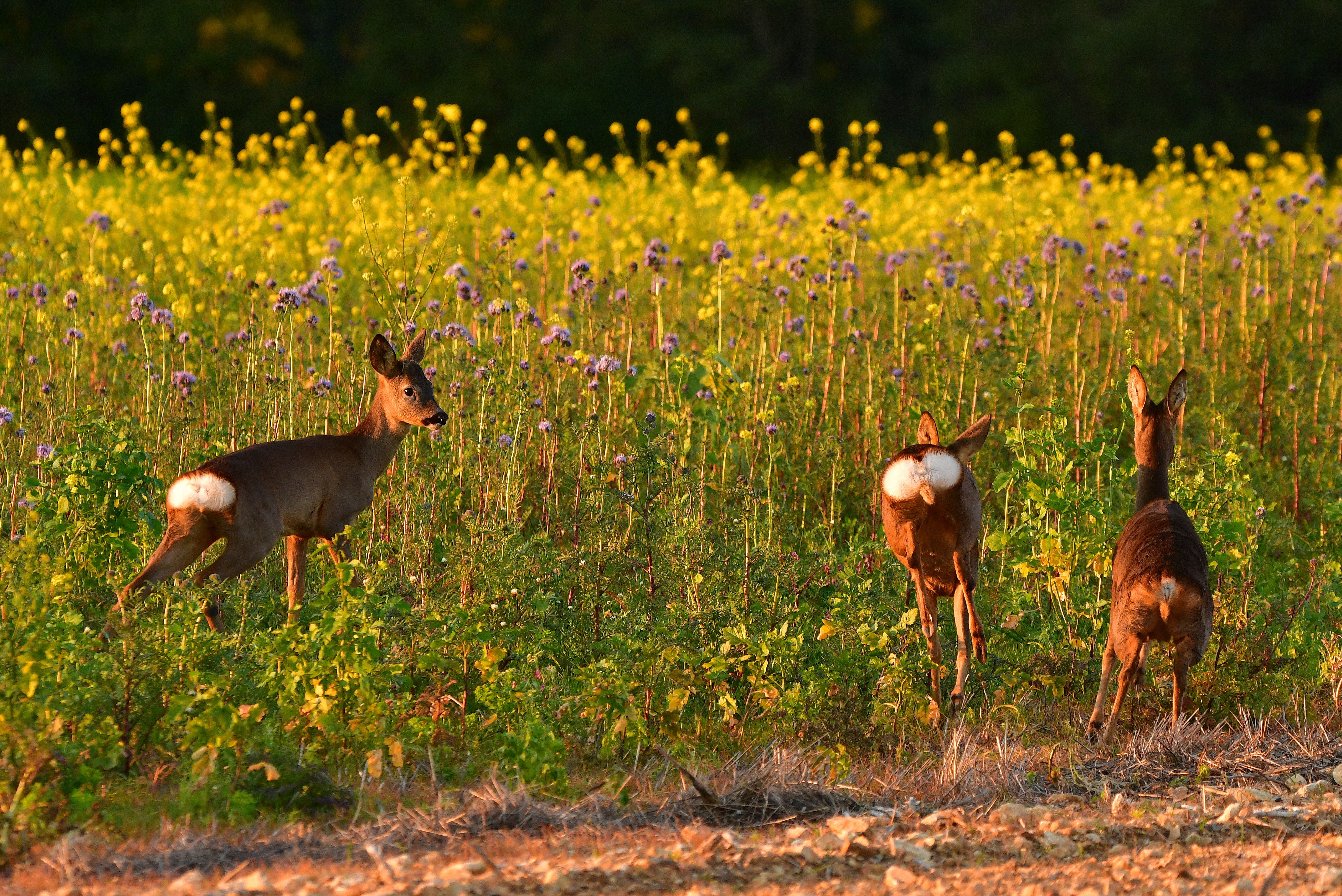 Deer Drawing Photos, Download The BEST Free Deer Drawing Stock Photos ...