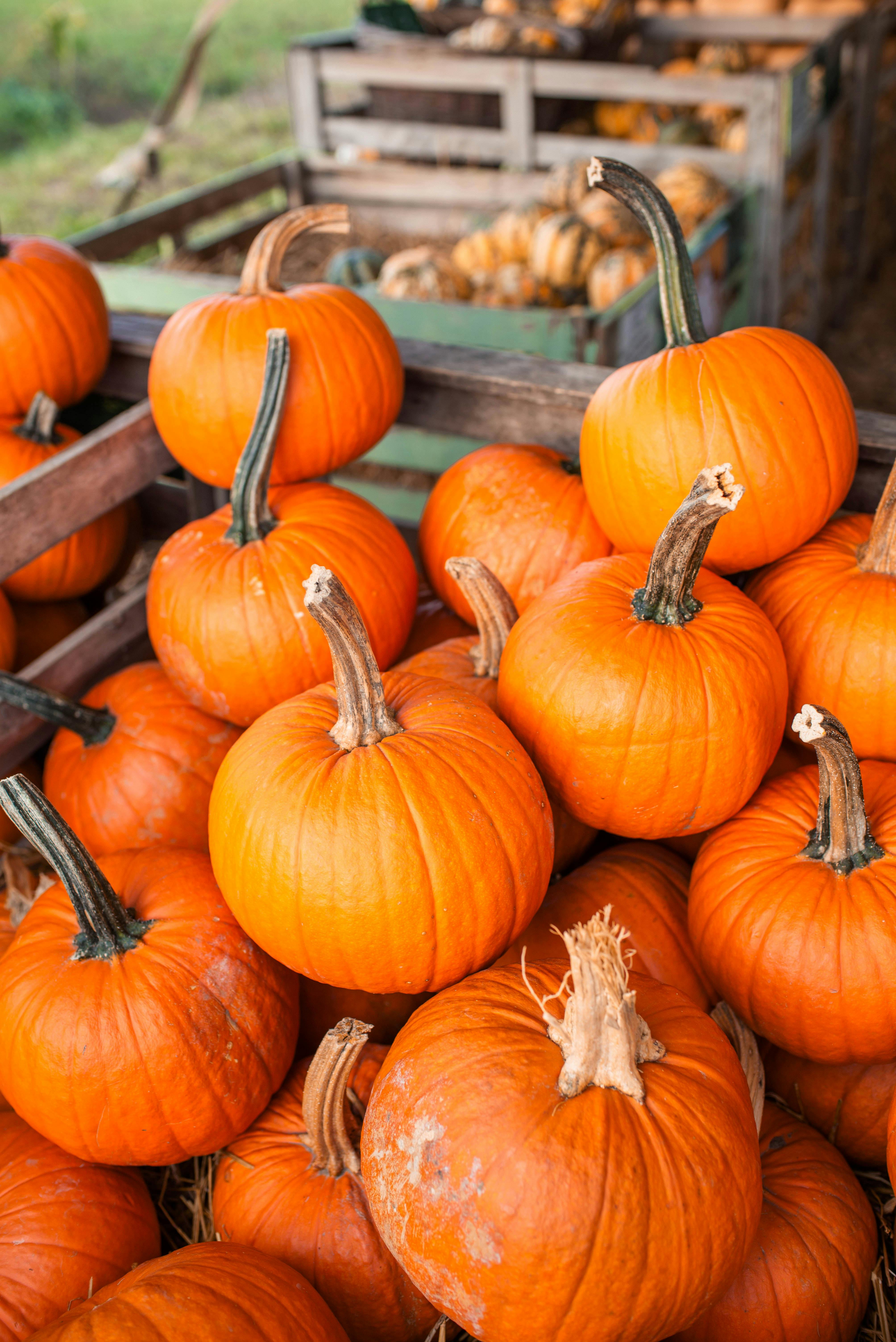 Fall October Photos, Download The BEST Free Fall October Stock Photos ...