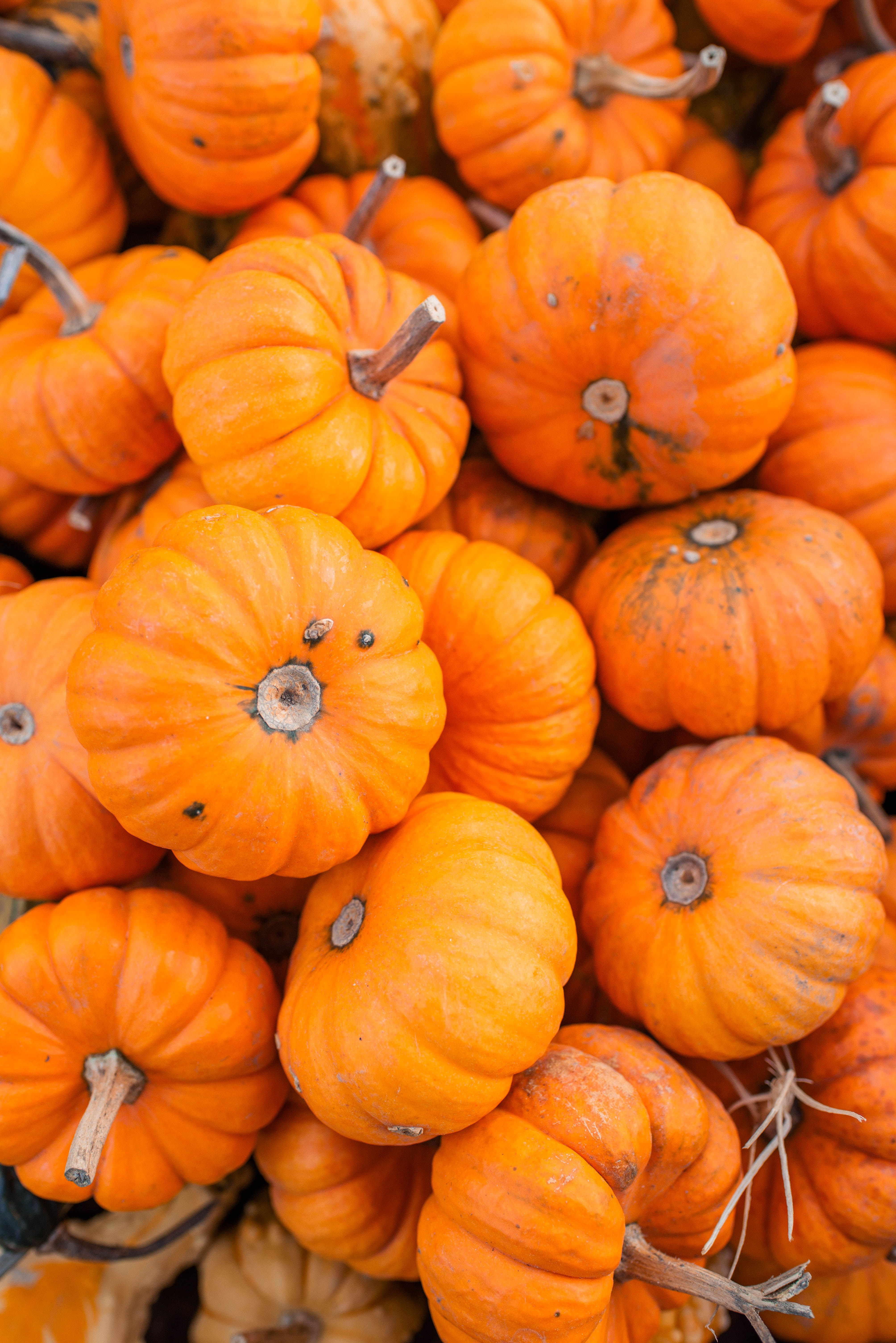 Récolte Vibrante De Mini Citrouilles D'automne · Photo gratuite