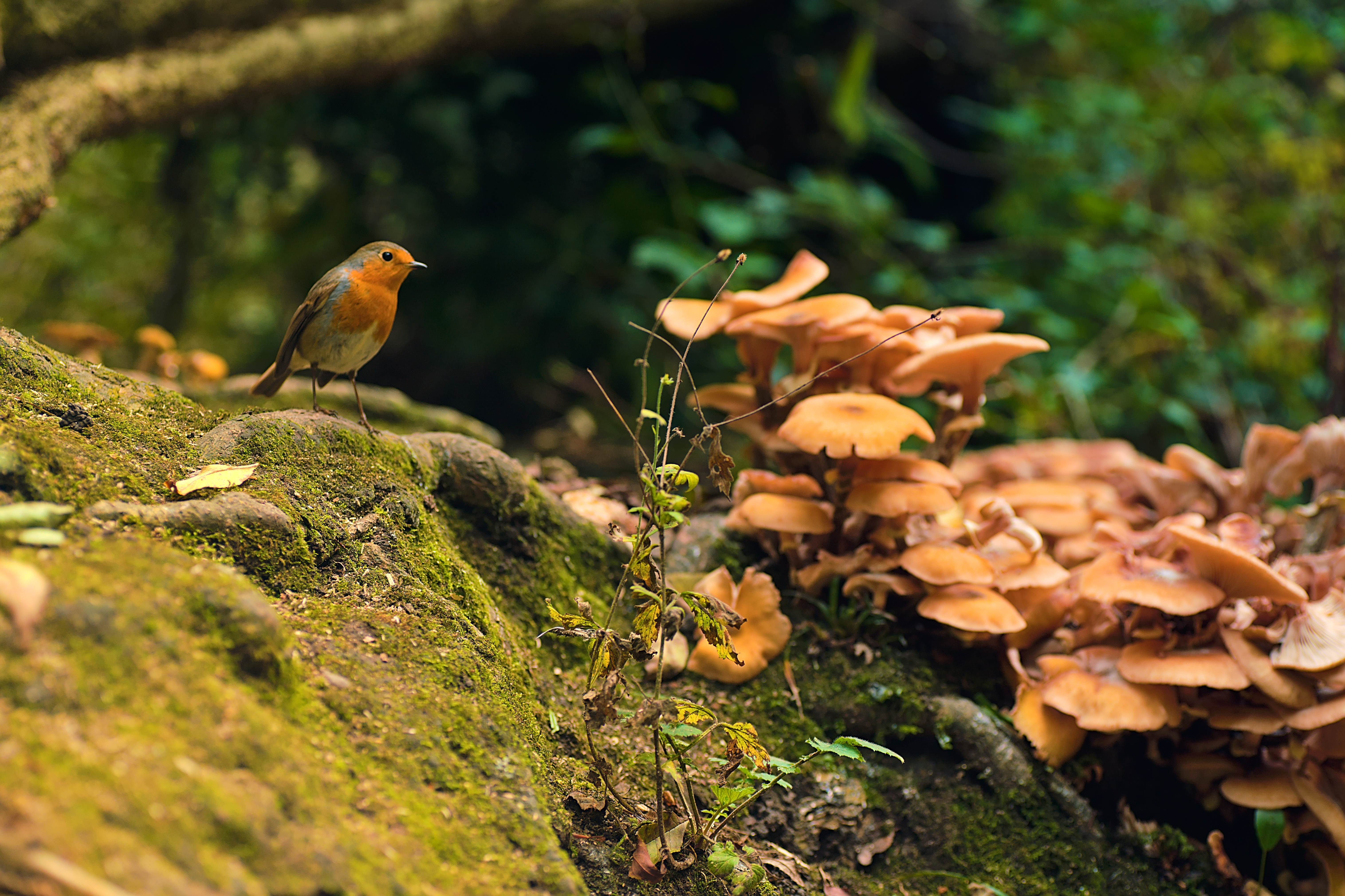 Lbis Birds Photos, Download The BEST Free Lbis Birds Stock Photos & HD ...