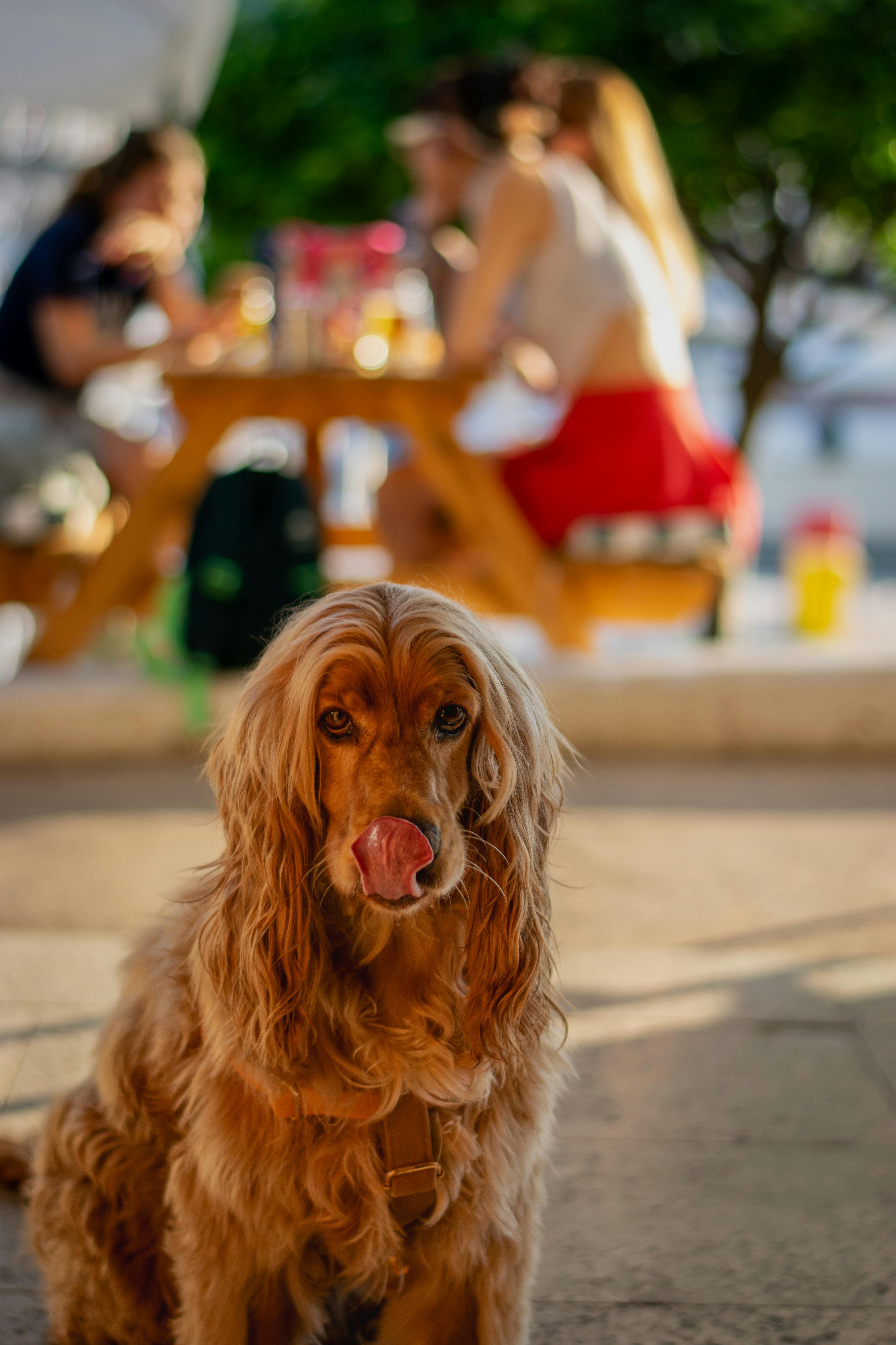 Family Feud Background Photos, Download The BEST Free Family Feud ...