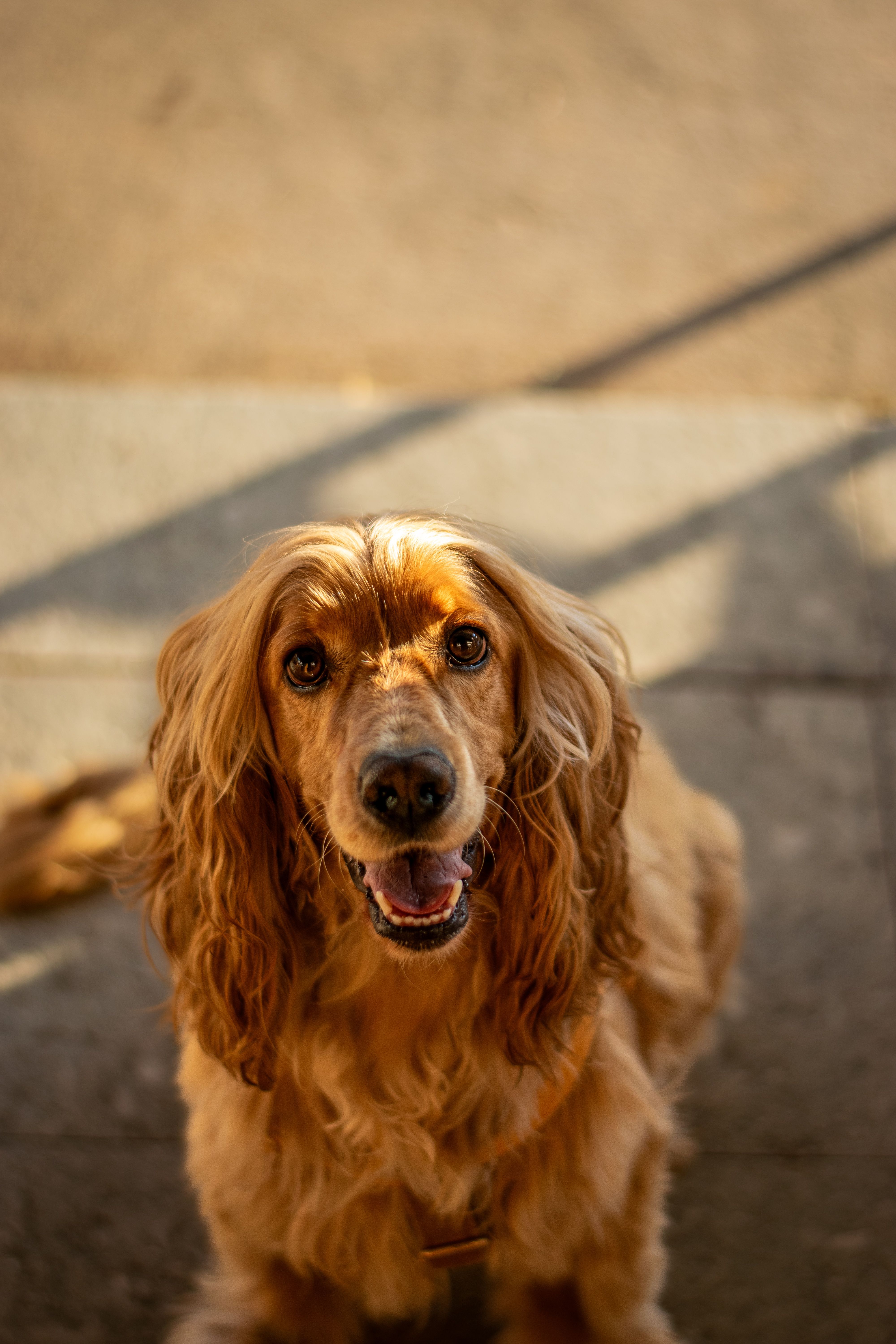 Cocker+Spaniel+Toilet Photos, Download The BEST Free Cocker+Spaniel ...