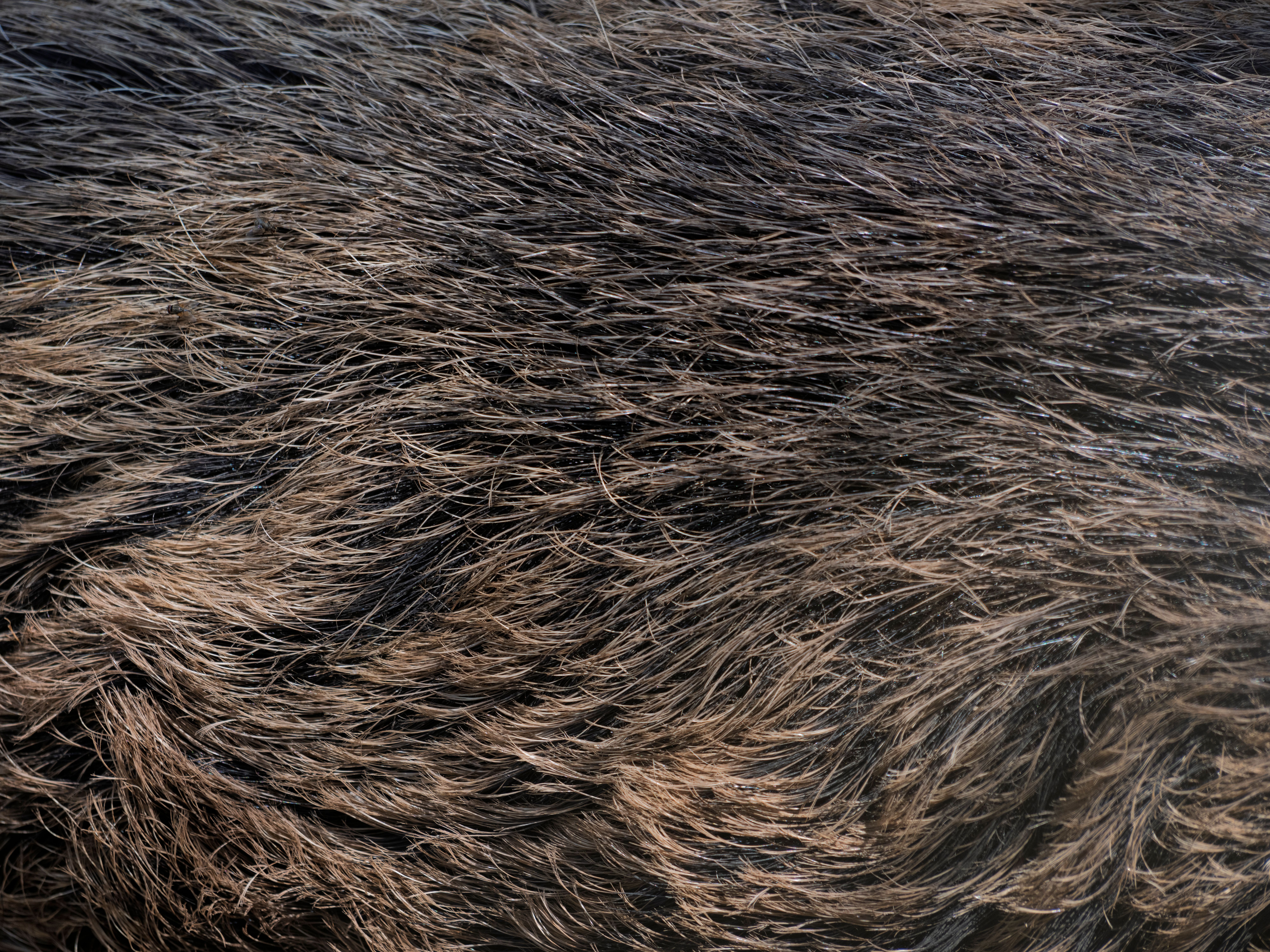 Close-up of Wild Boar Fur with Detailed Texture · Free Stock Photo