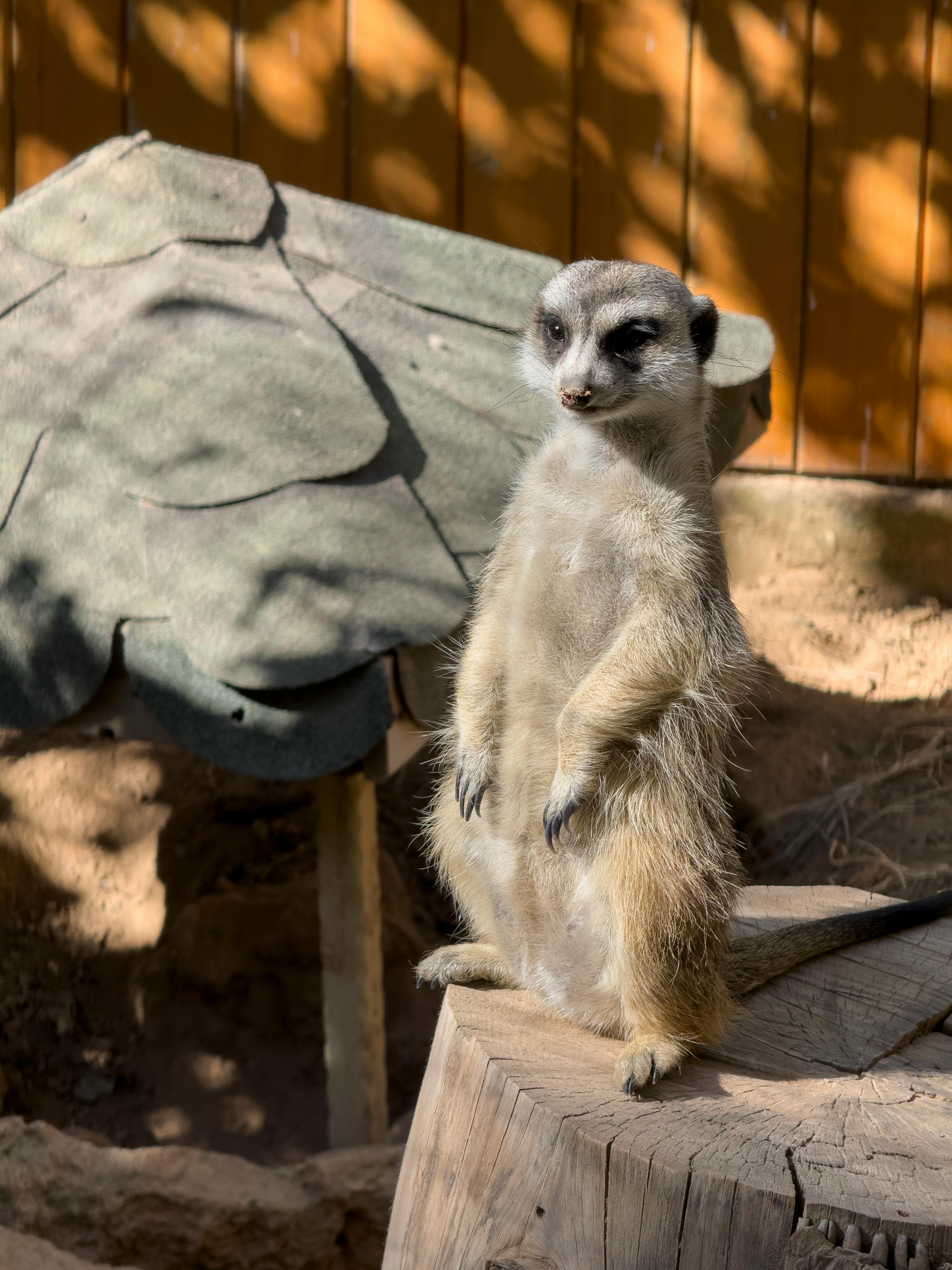 Grey Pfp Photos, Download The BEST Free Grey Pfp Stock Photos & HD Images