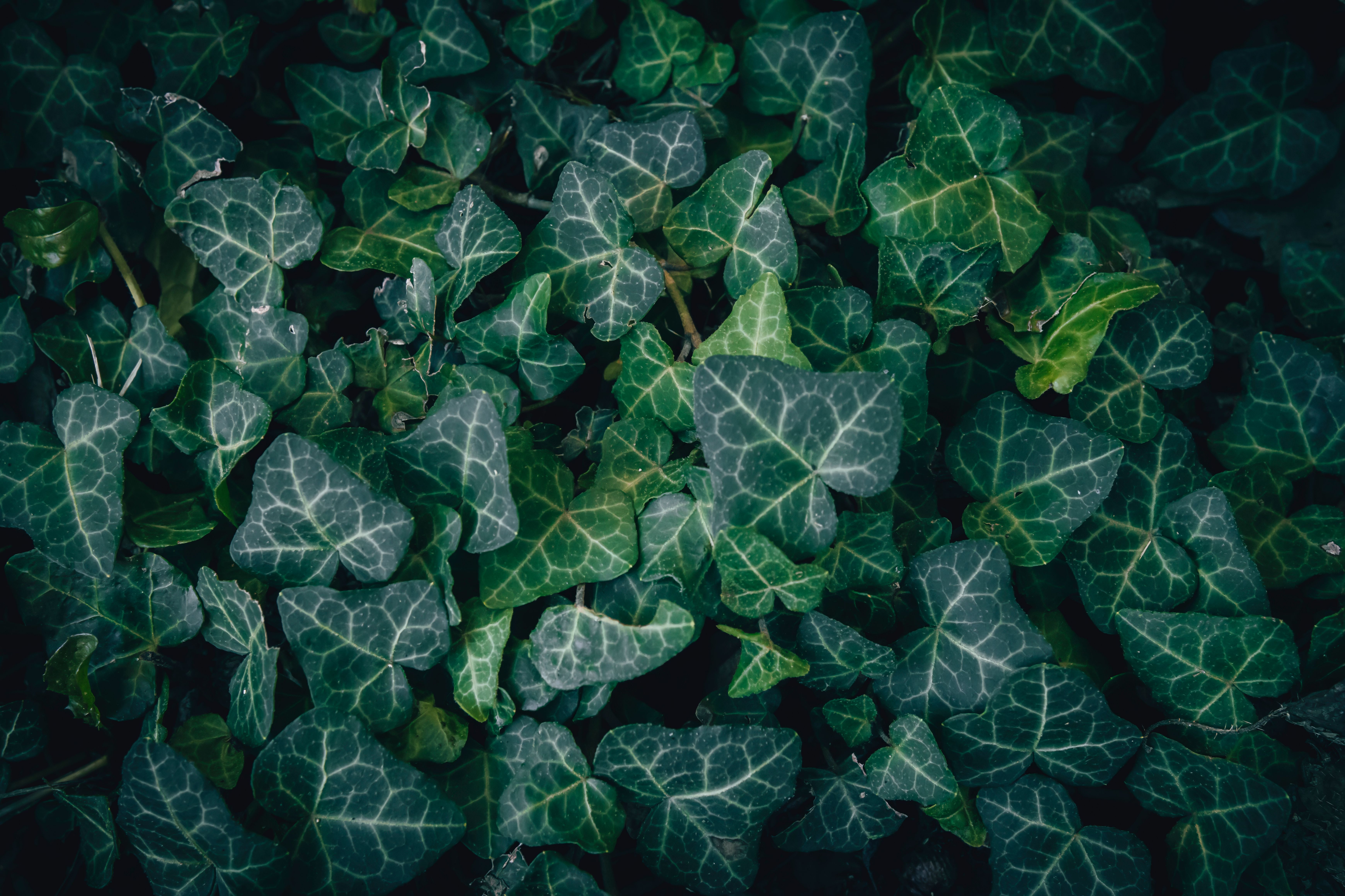 Green Lef Background Photos, Download The BEST Free Green Lef ...