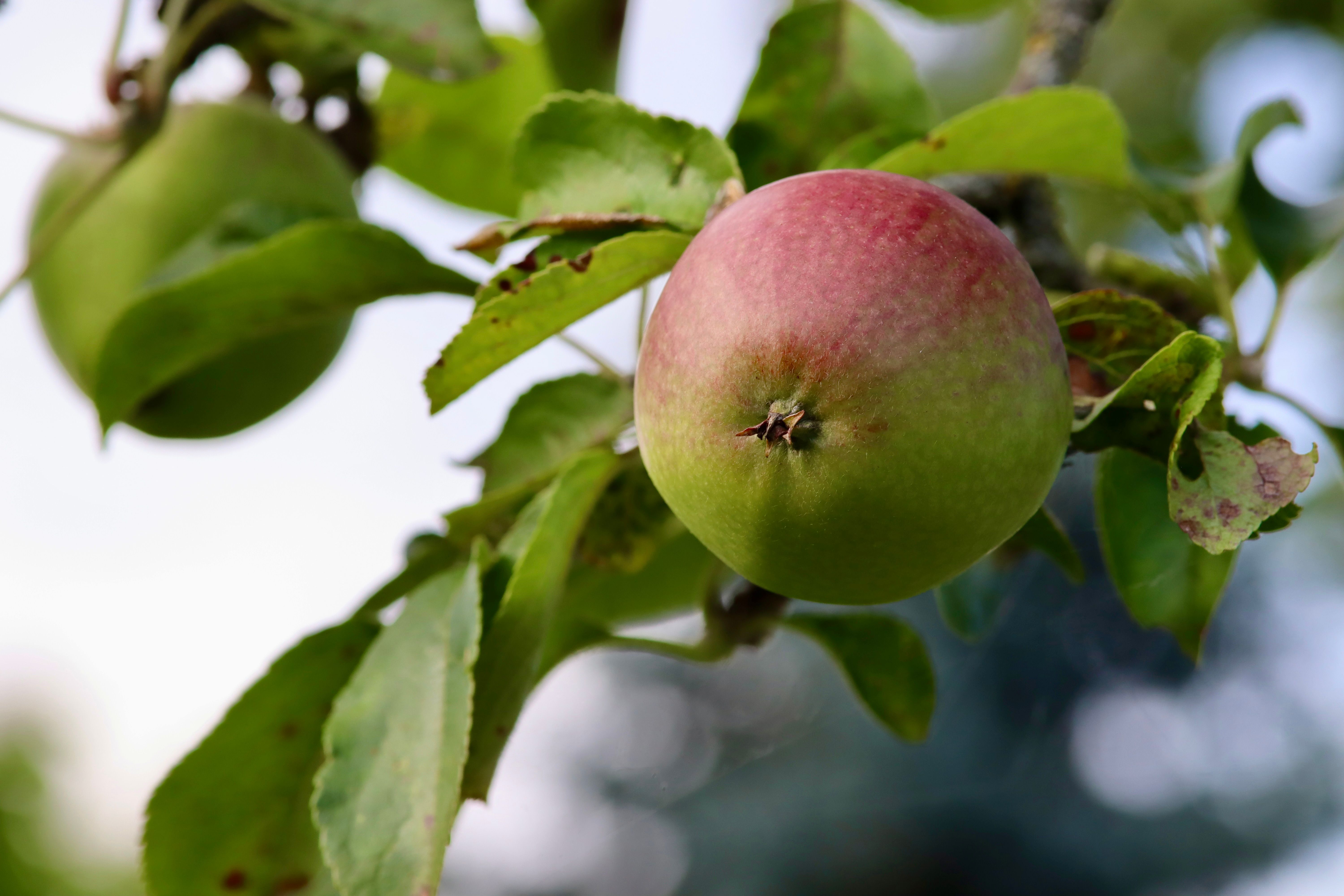 Apple Tab Photo Photos, Download The BEST Free Apple Tab Photo Stock ...