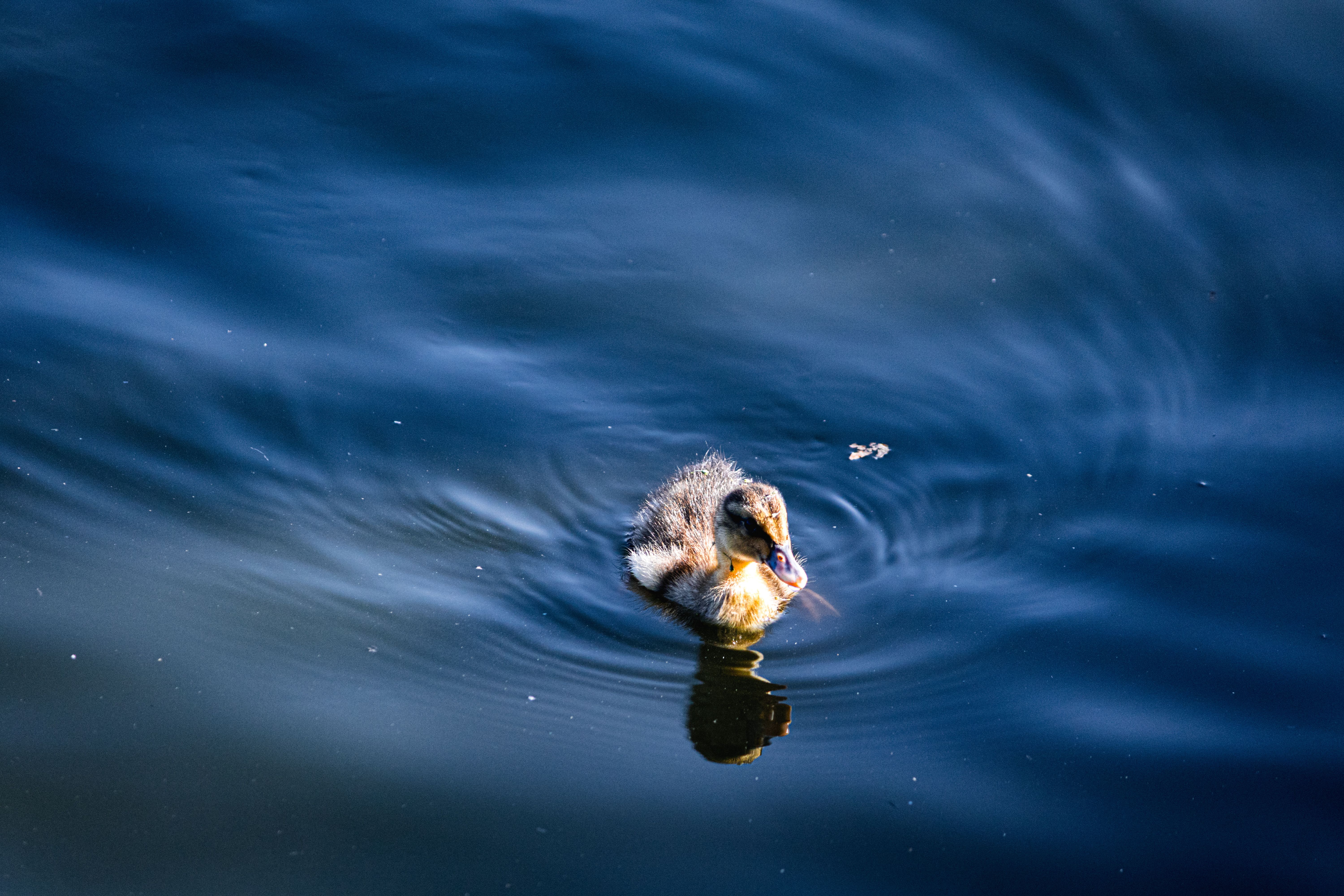 Cute Nature Photos, Download The BEST Free Cute Nature Stock Photos ...