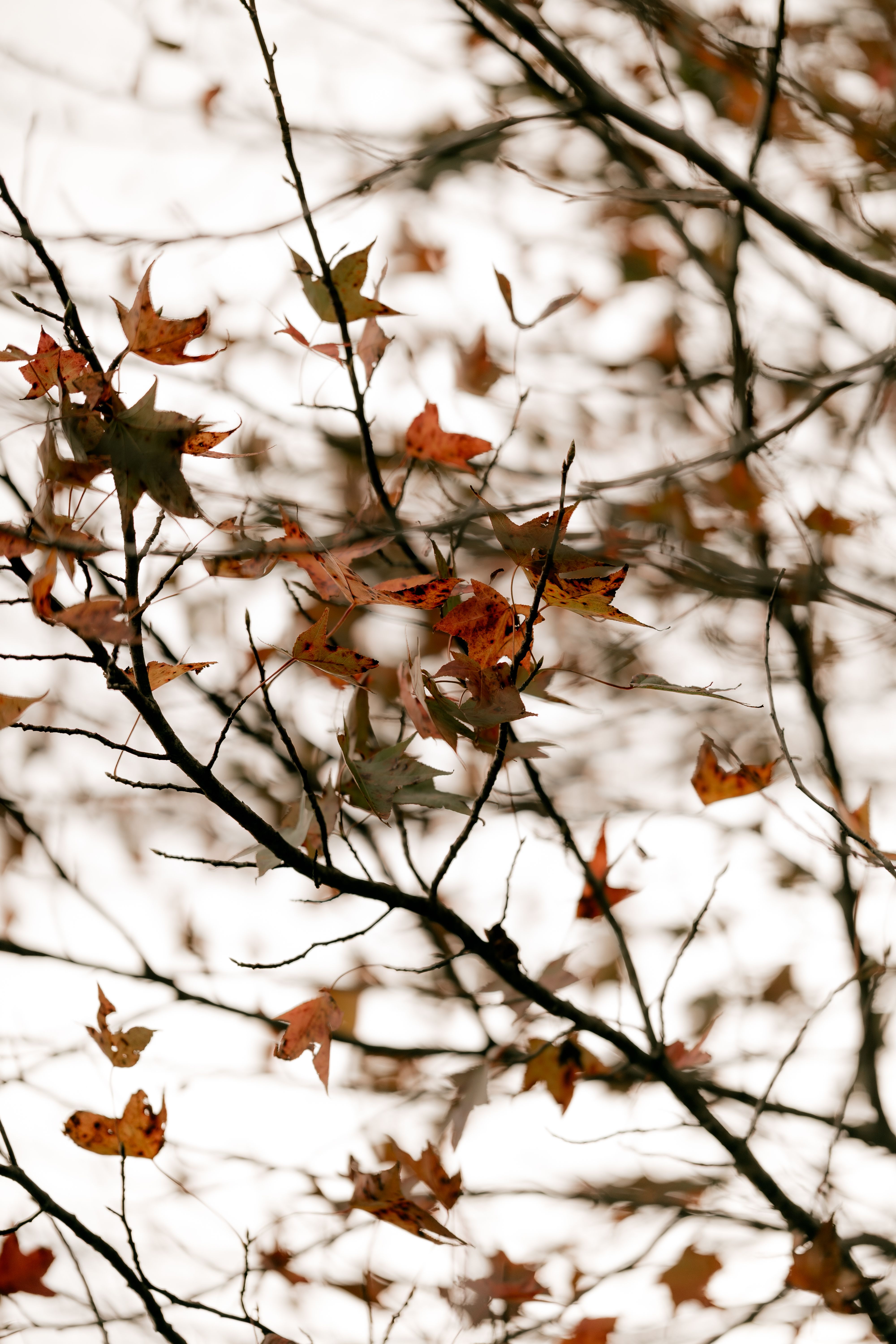 Deciduous Forest Photos, Download The BEST Free Deciduous Forest Stock ...