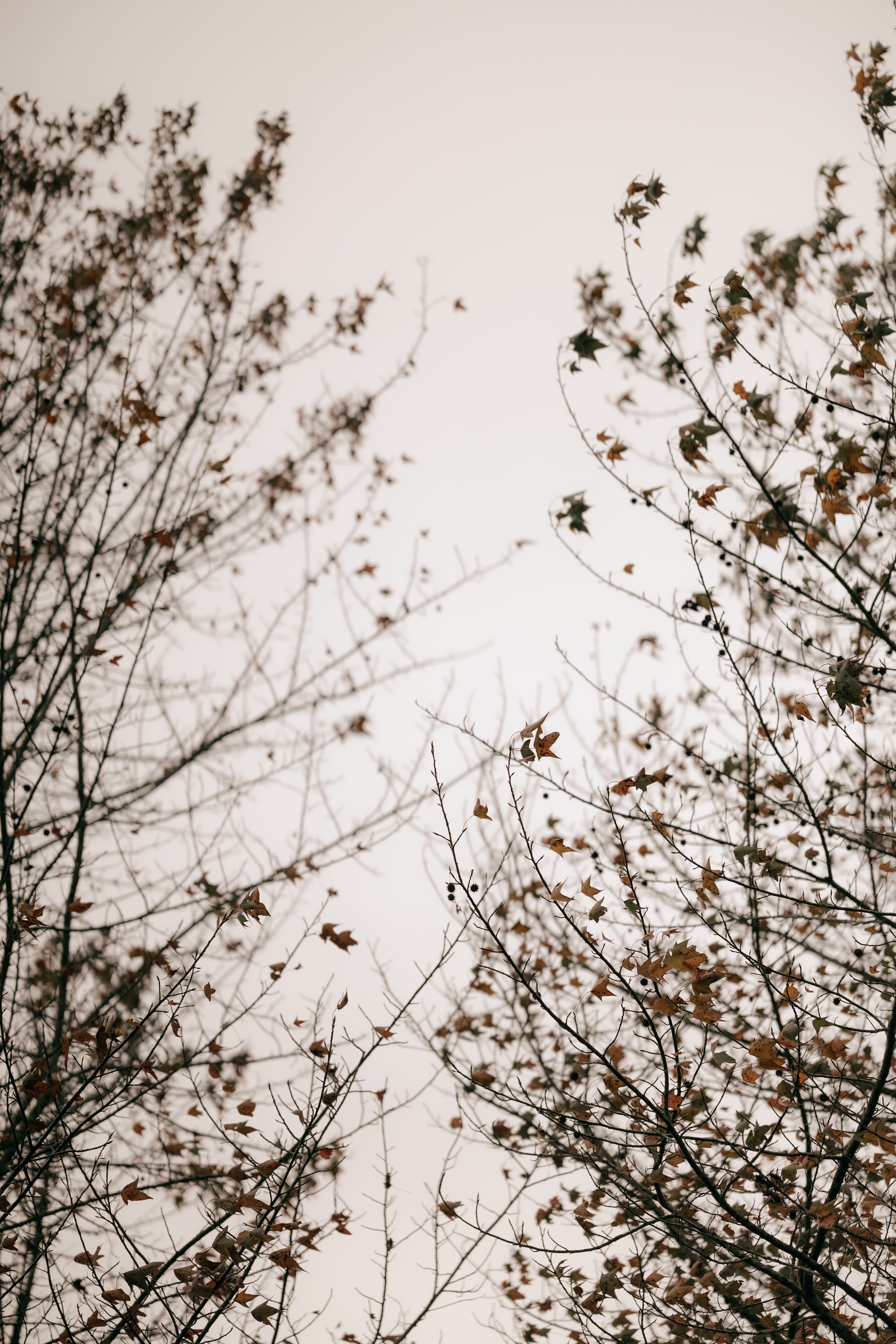 Barren Branches of Tree · Free Stock Photo