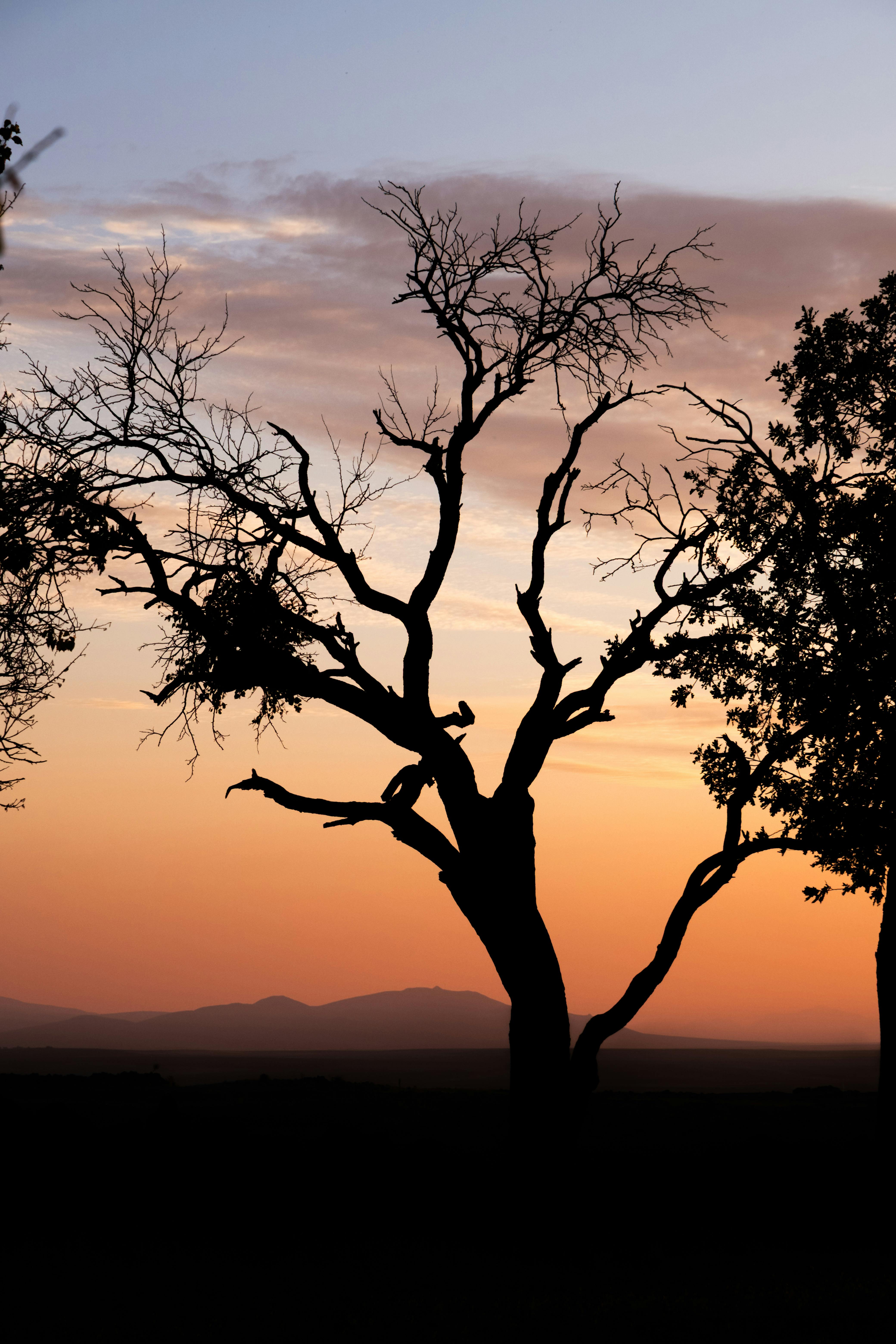 Aesthetic Tree Photos, Download The BEST Free Aesthetic Tree Stock ...