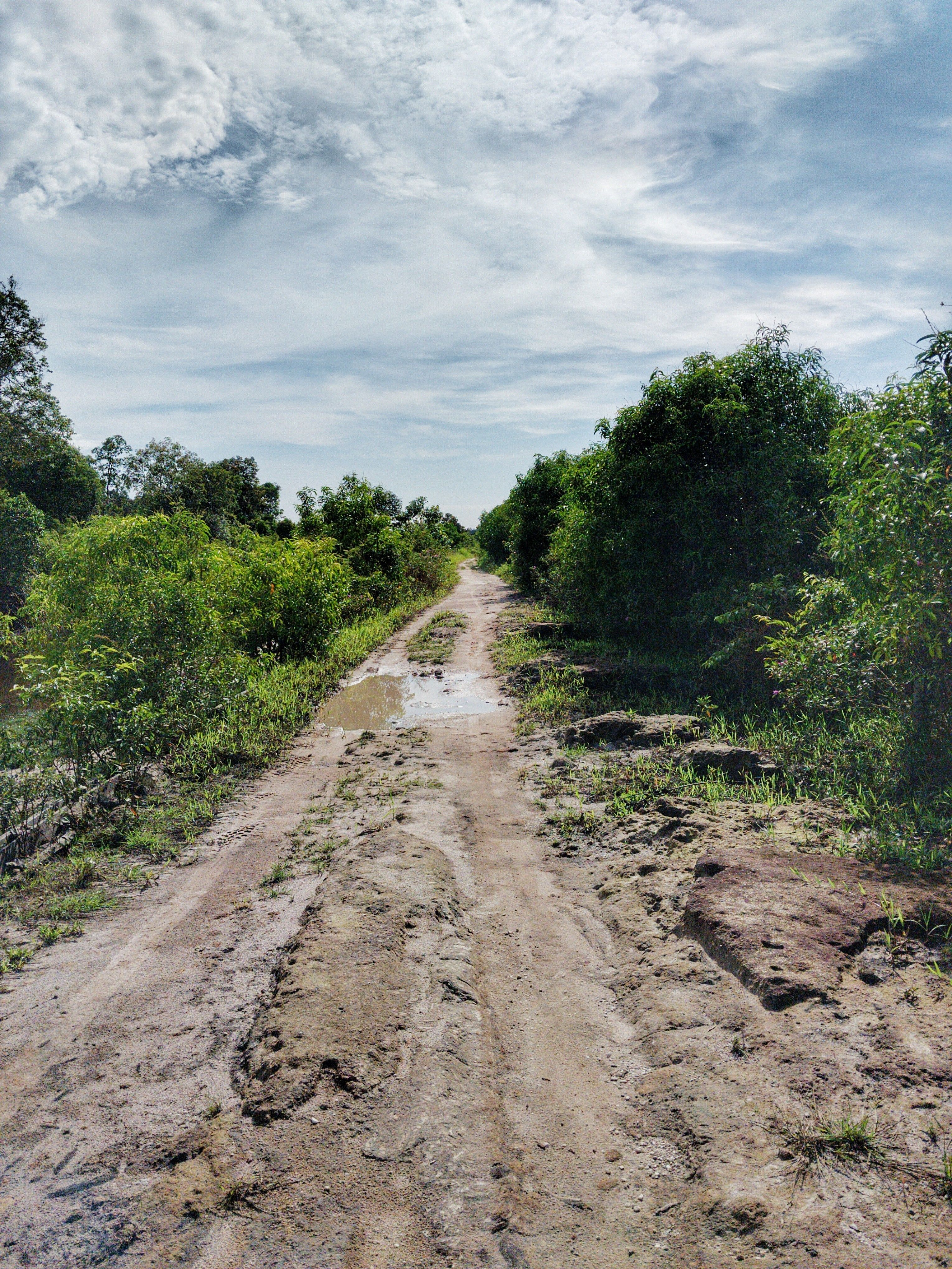 Rugged Dirt Road through Lush Forest Pathway · Free Stock Photo