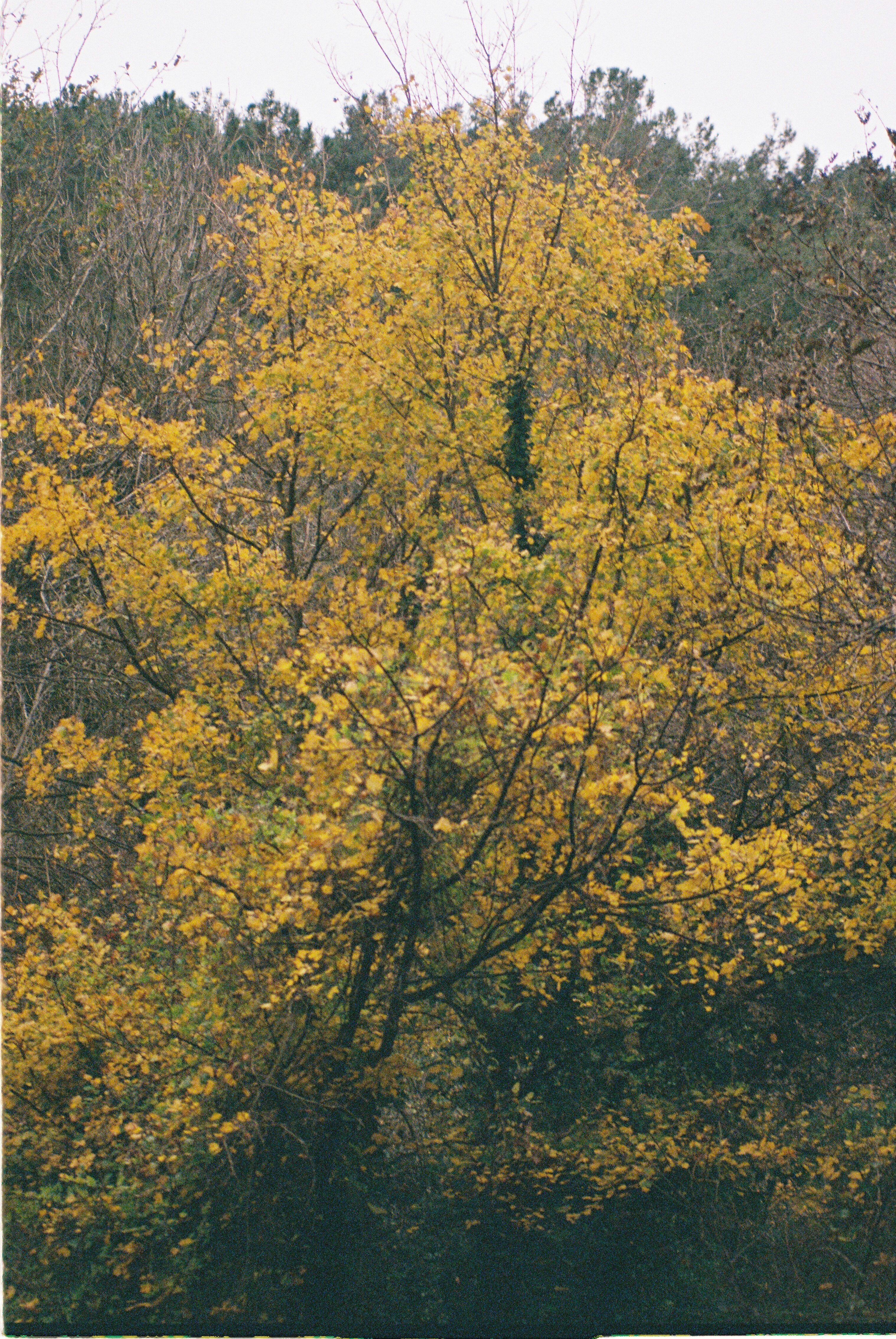 Golden Autumn Foliage in İstanbul Forest · Free Stock Photo