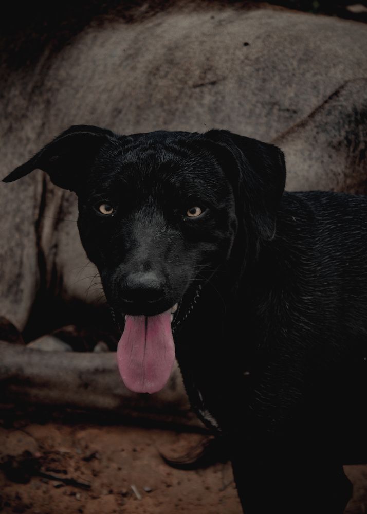 5.809+ Fotos y Imágenes de Perro negro Gratis · Banco de Fotos Gratis