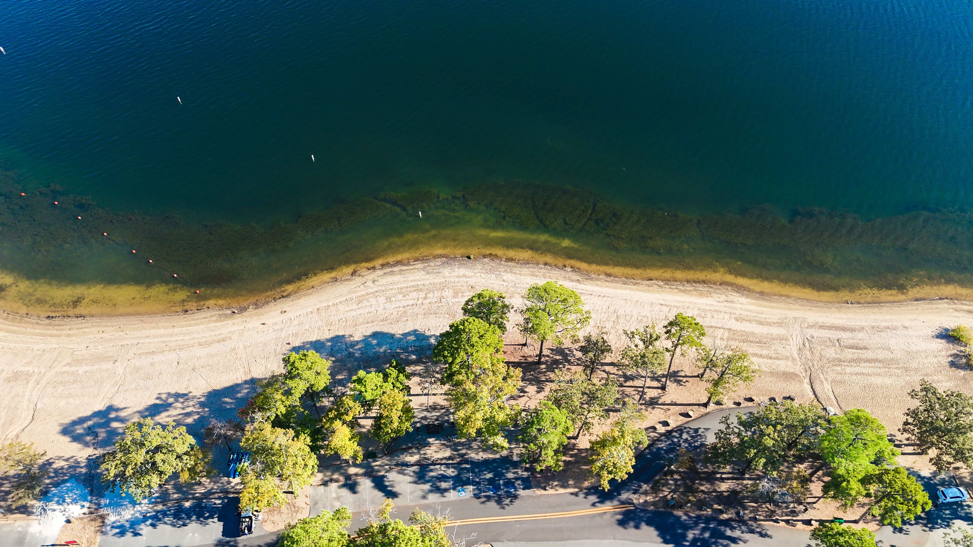 Aerial View of Tranquil Beachfront with Trees · Free Stock Photo