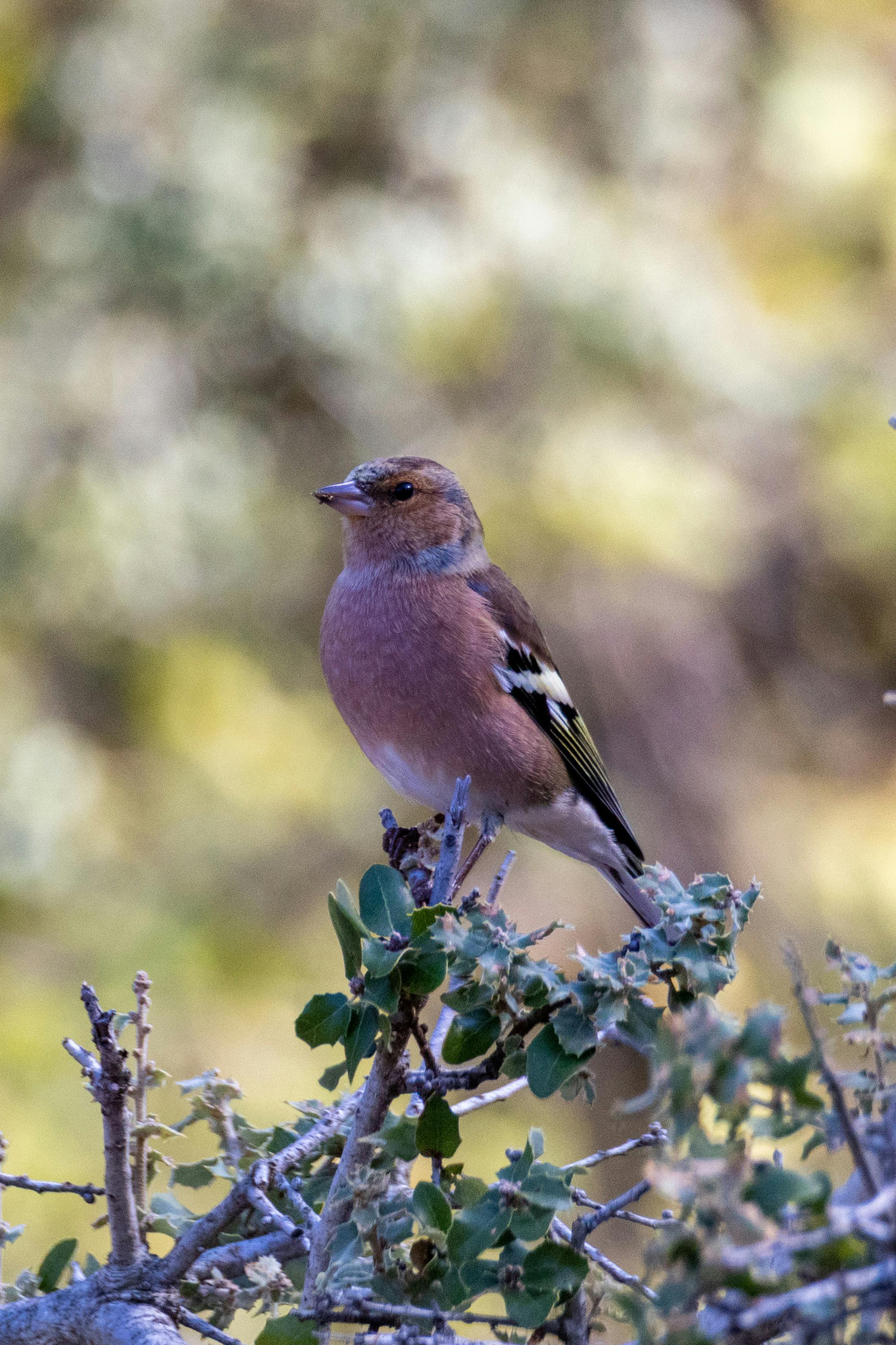 Soner+Sarıkabadayı+Twitter Photos, Download The BEST Free Soner ...