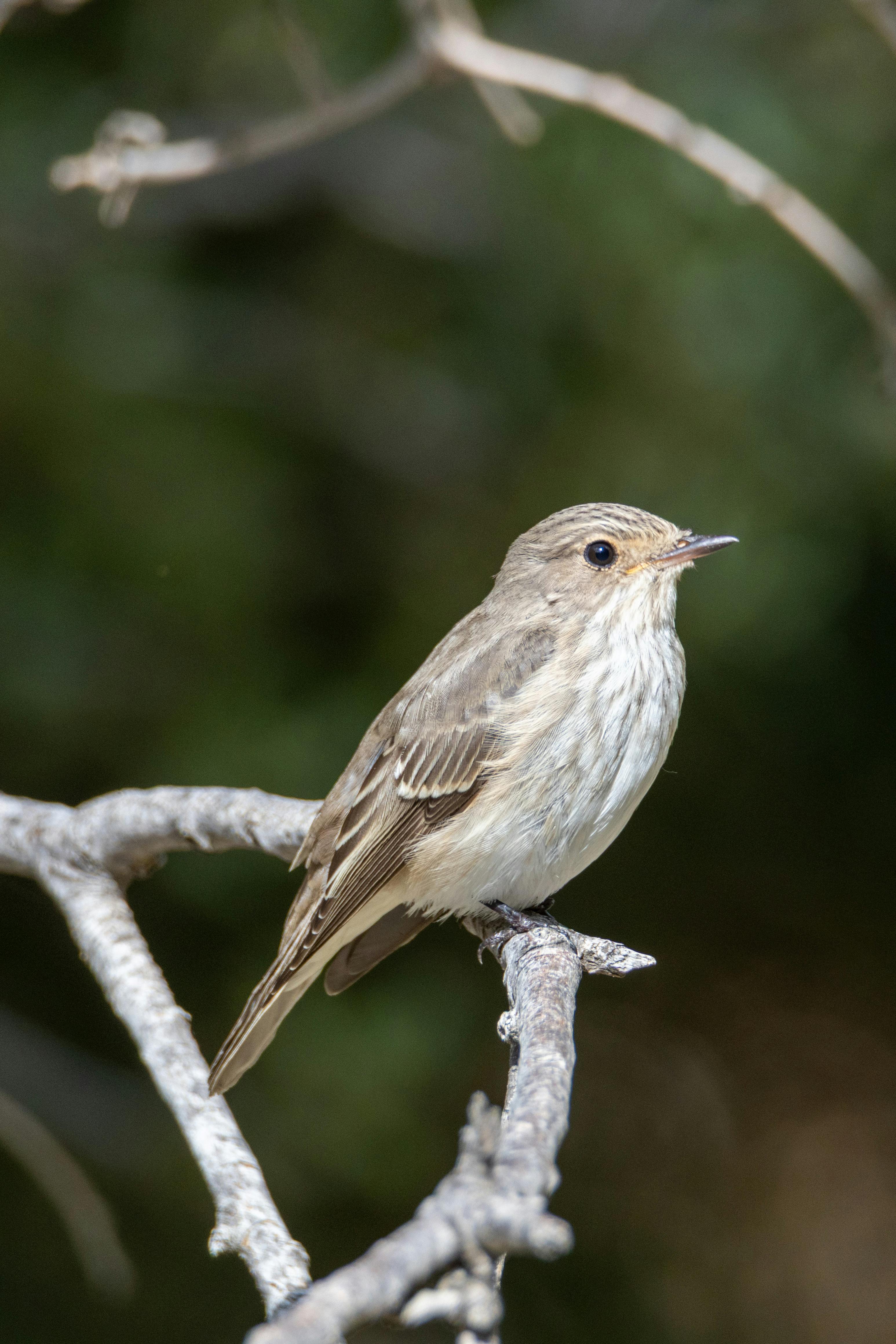 Foto stok gratis tentang alam, bangsa burung, berfokus, binatang, bulu ...