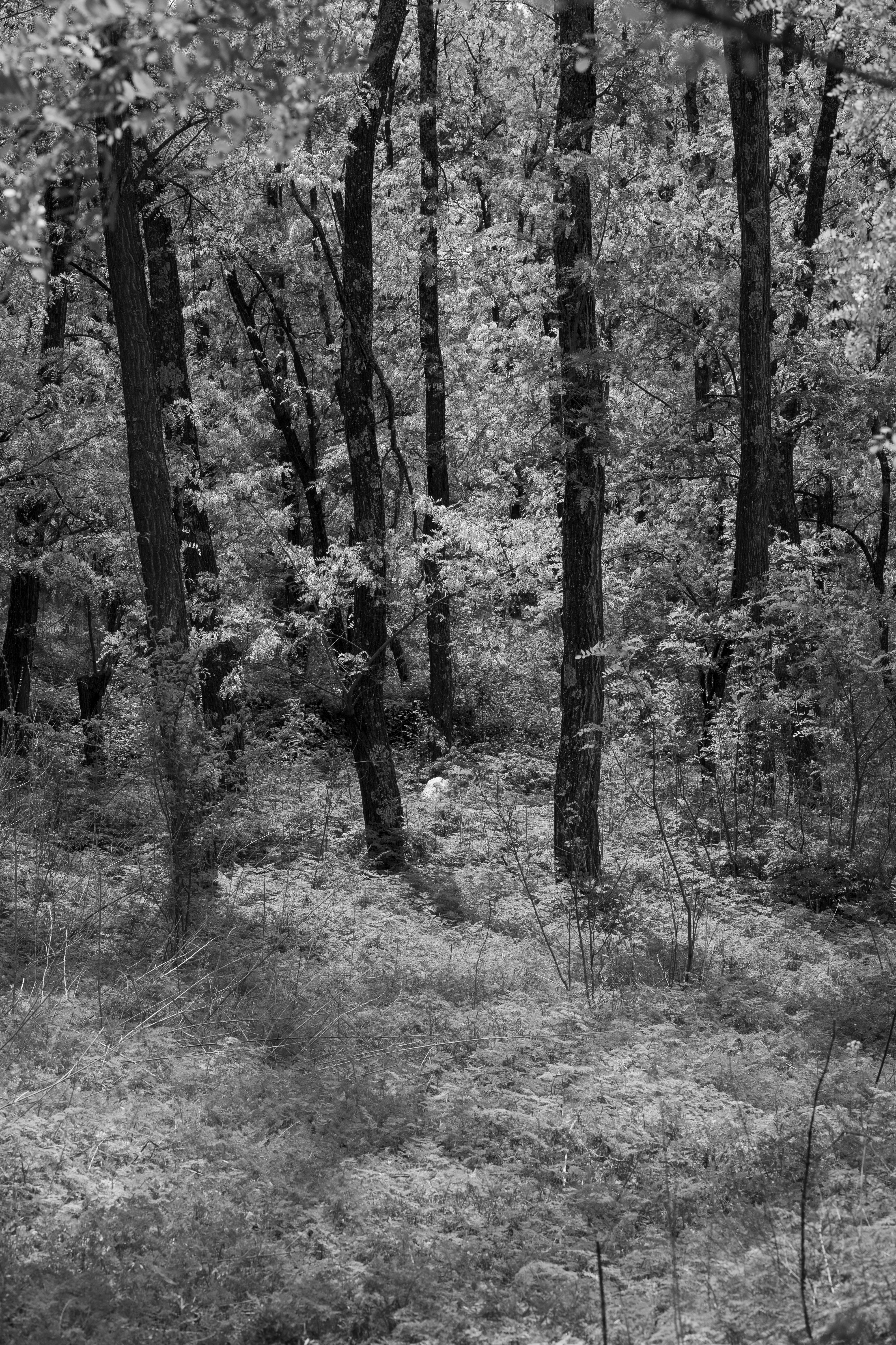 Bosque Serrano · Foto de stock gratuita