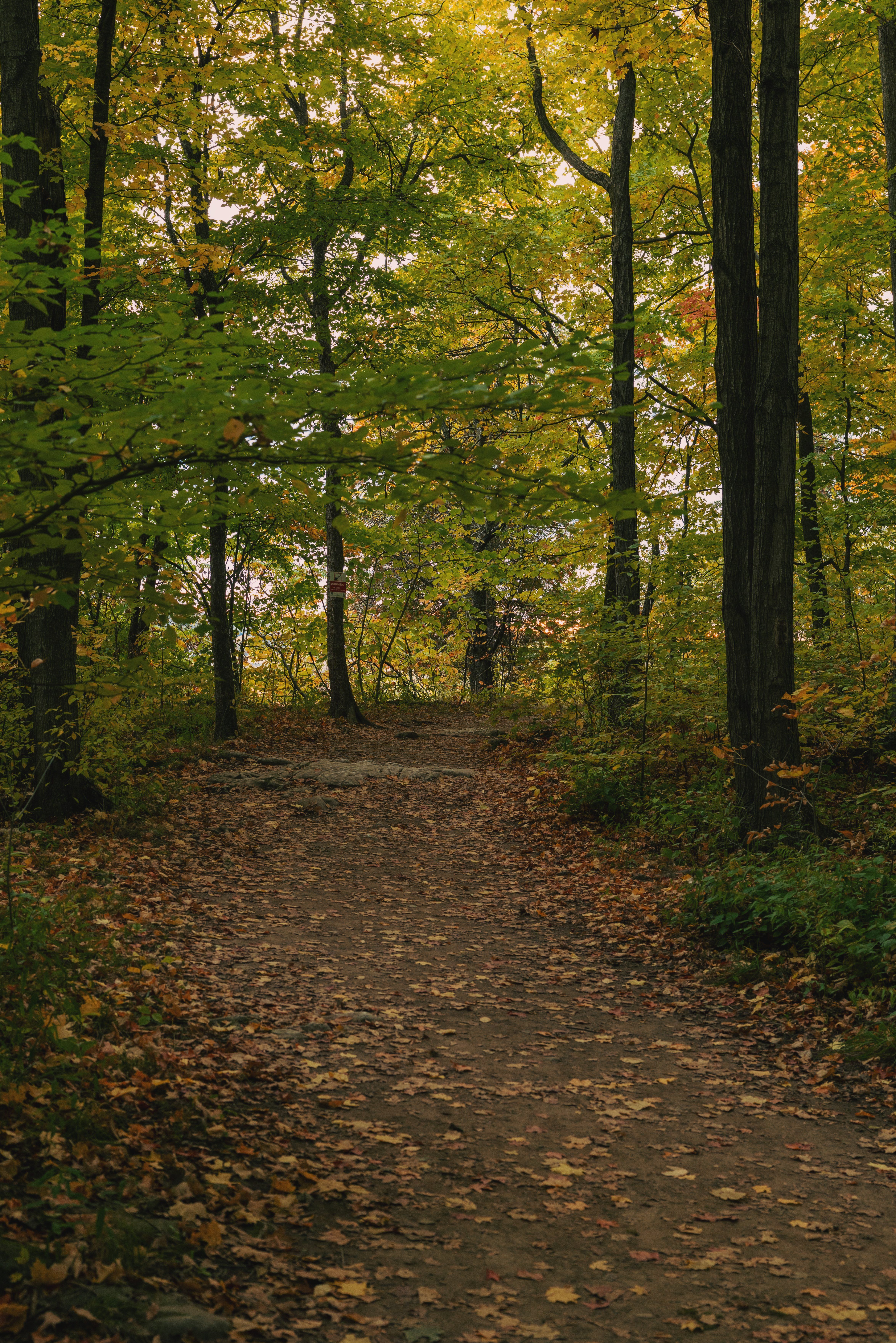 Serene Autumn Pathway in Toronto's Woodland · Free Stock Photo