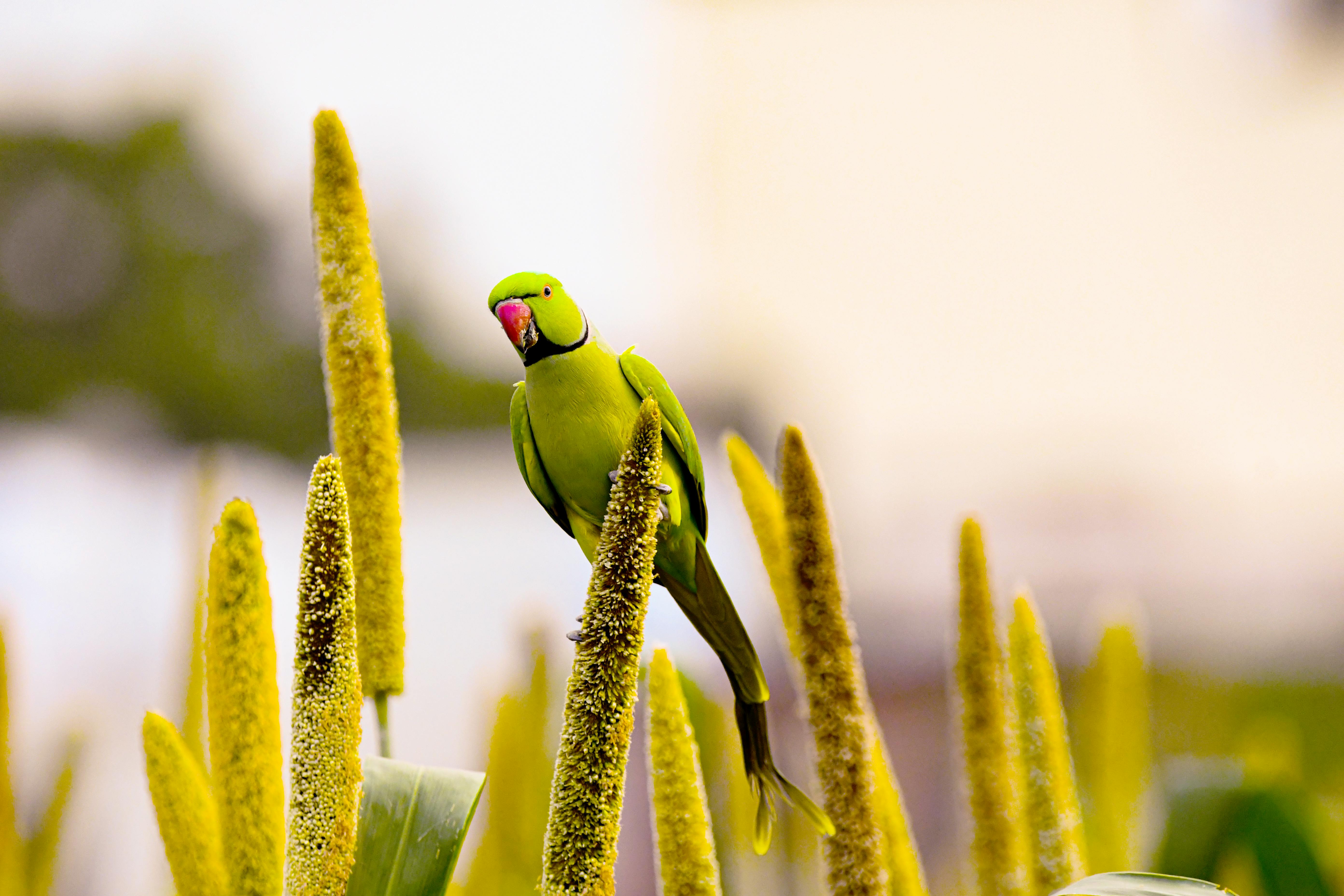 Vibrant Green Parakeet Perched on Millet Stalk · Free Stock Photo