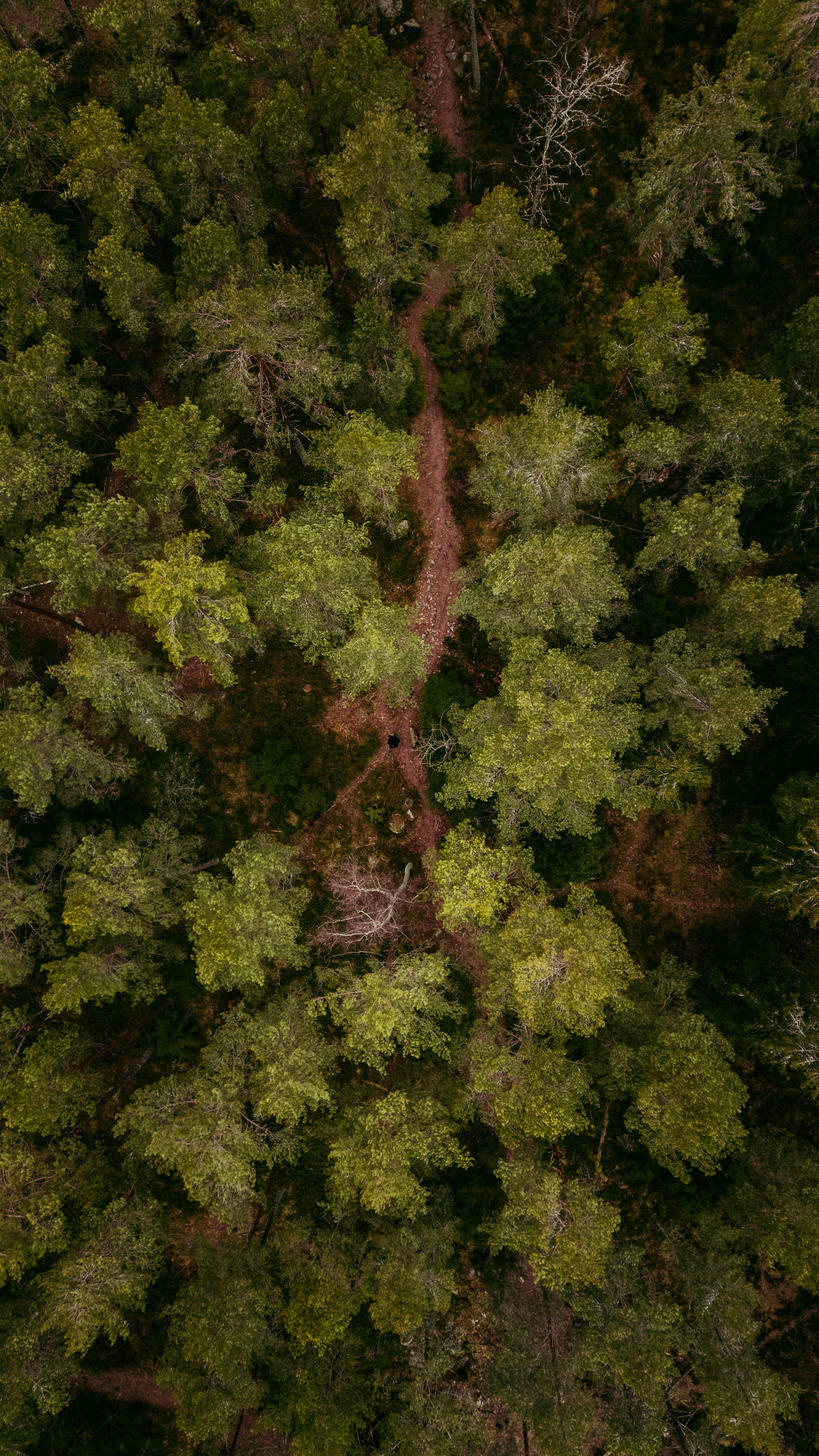 Aerial View of Forest Trail in Stockholm · Free Stock Photo