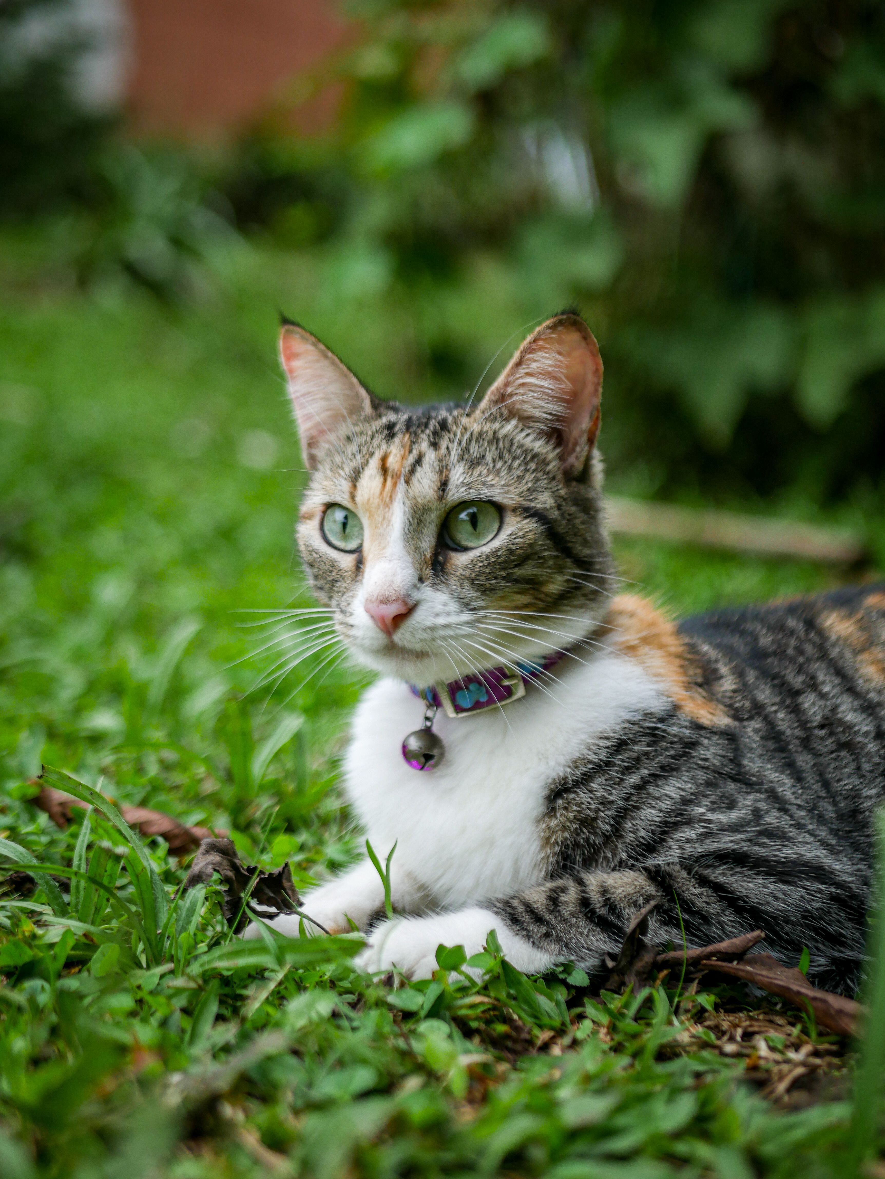 Shocck Collar Photos, Download The BEST Free Shocck Collar Stock Photos ...