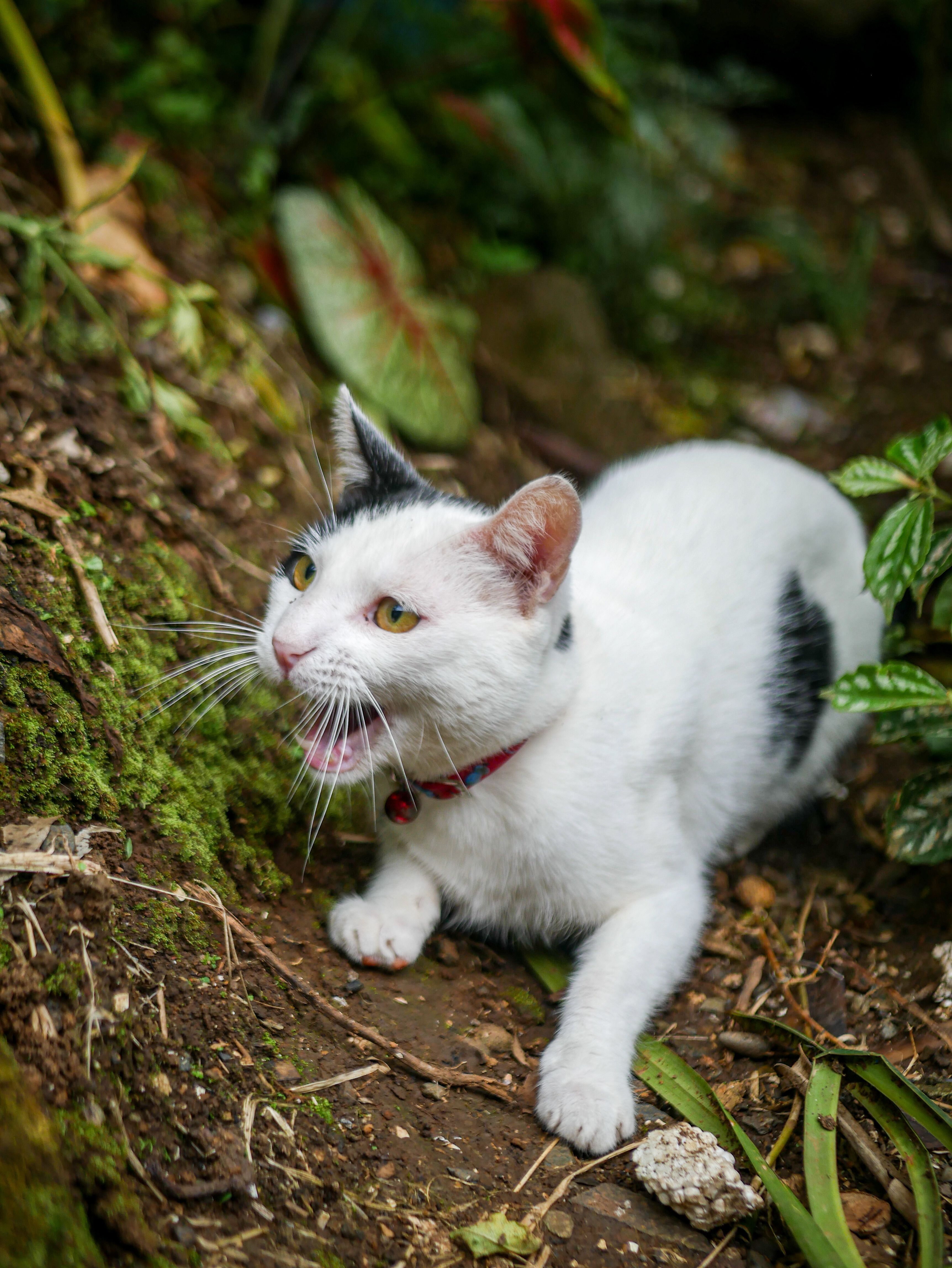 White Cat in Costa Rican Jungle Environment · Free Stock Photo