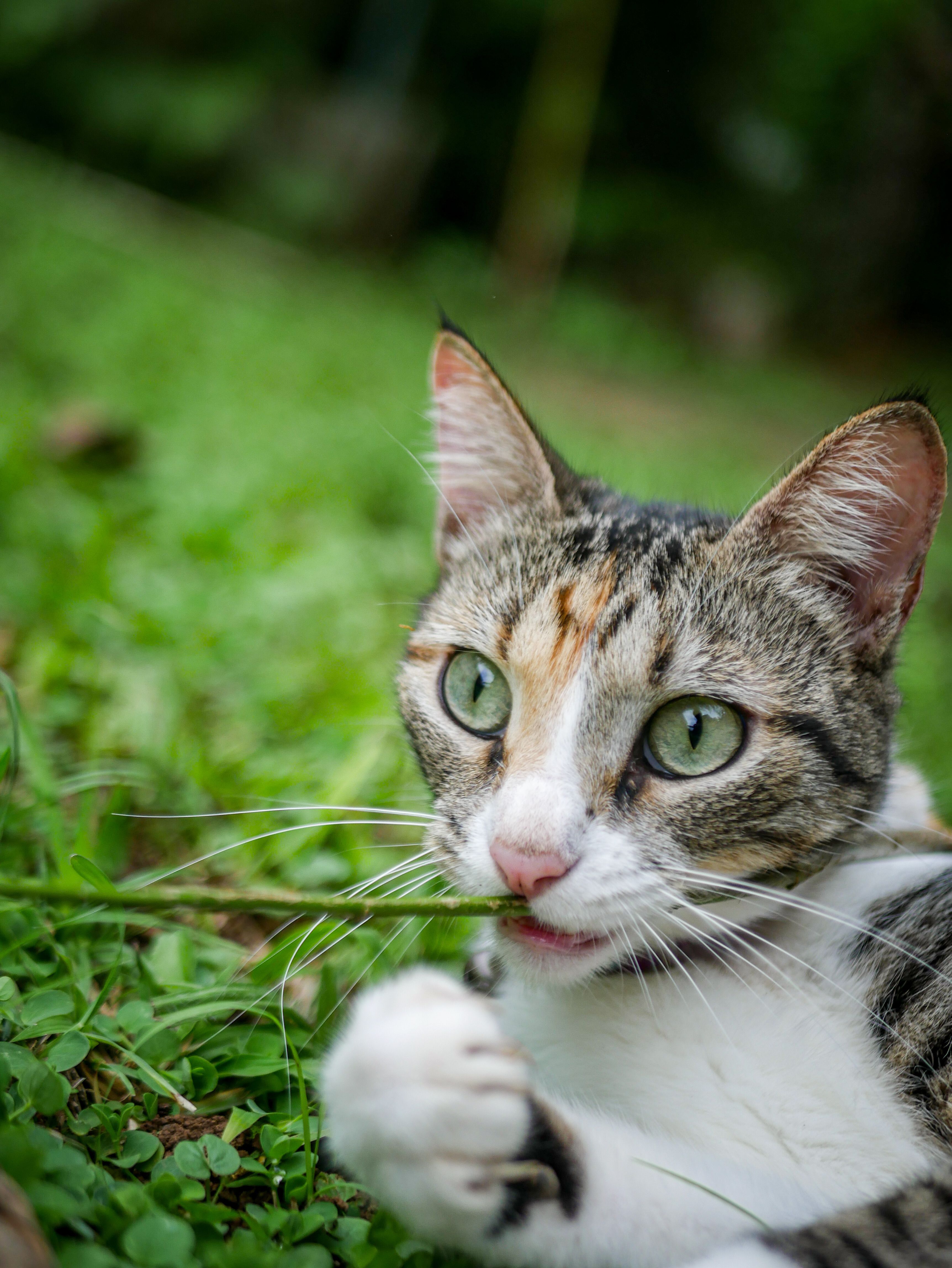 Close-Up of a Calico Cat in Costa Rica Garden · Free Stock Photo