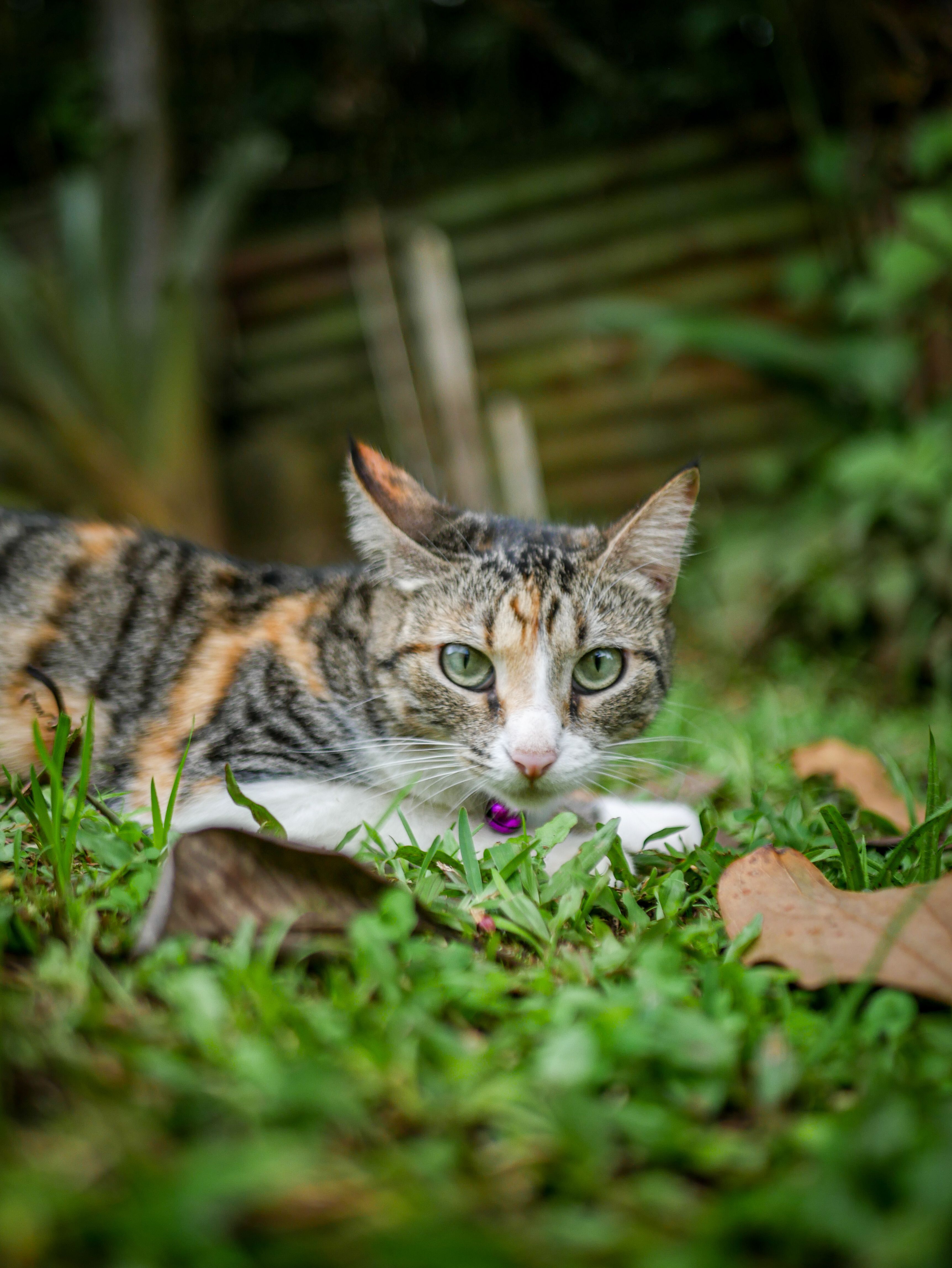 Tabby Cat Relaxing Among Tree Stumps in Sunlight · Free Stock Photo