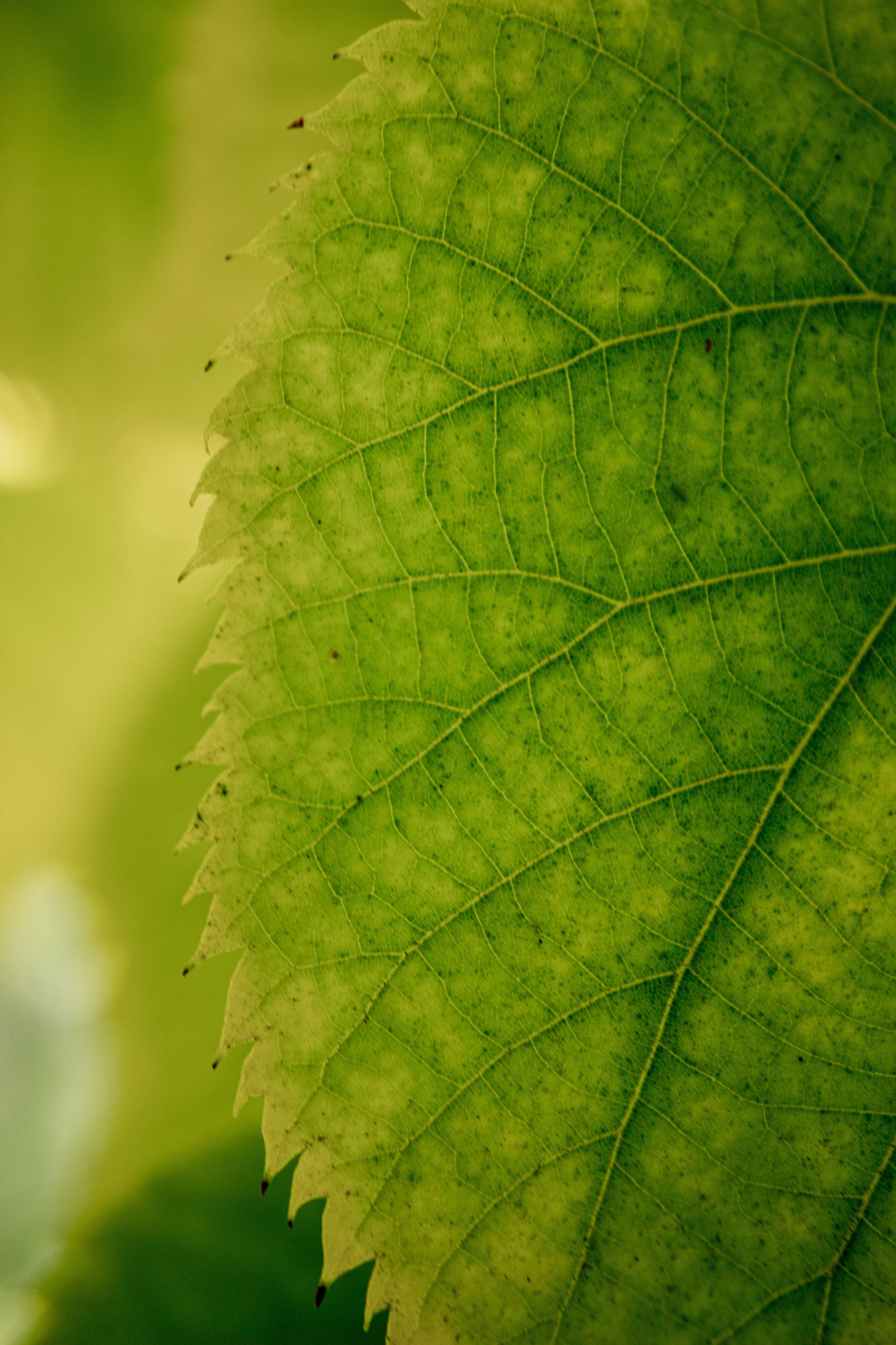 Plant Natural Pattern Photos, Download The BEST Free Plant Natural ...
