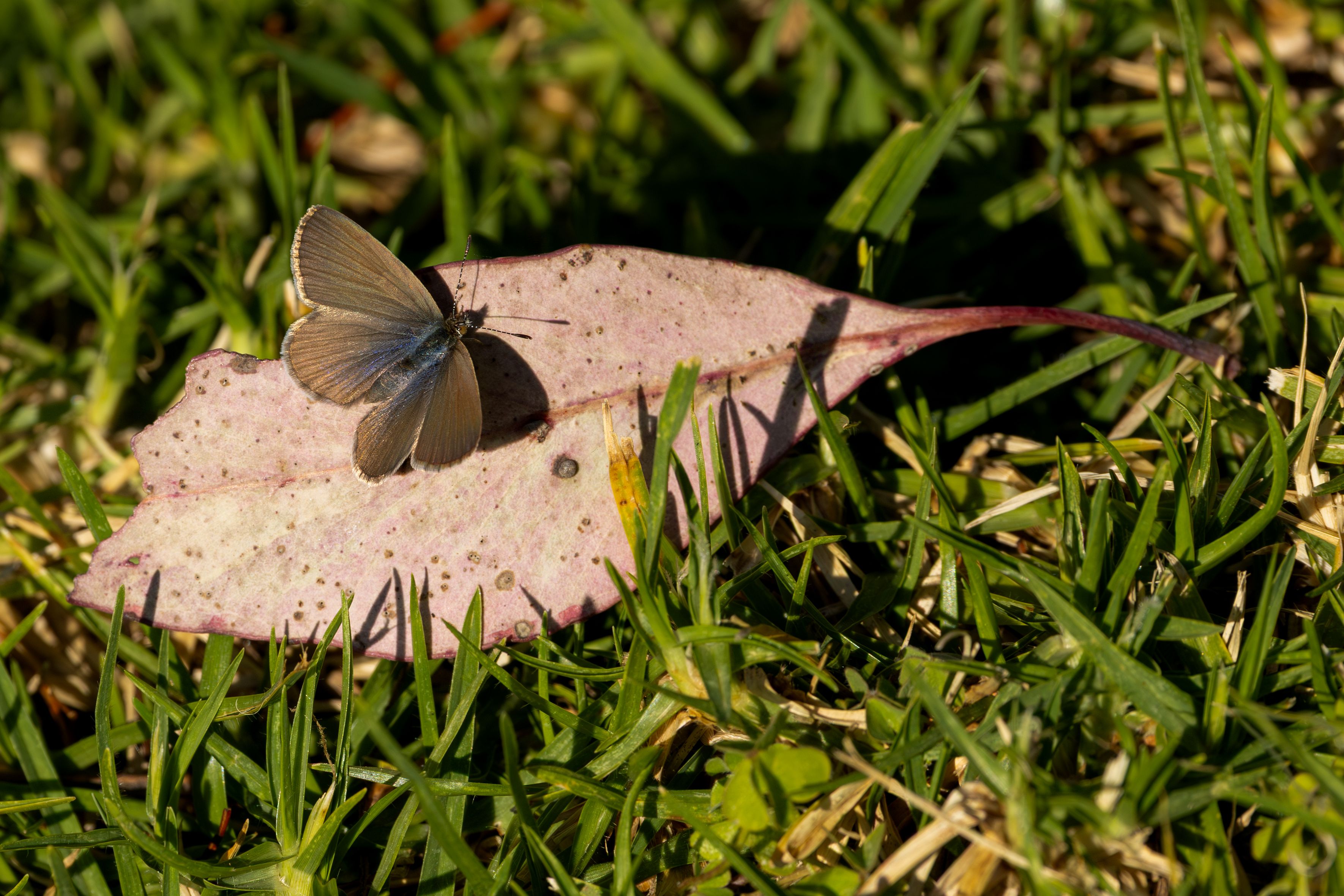 Whing Wing Photos, Download The BEST Free Whing Wing Stock Photos & HD ...