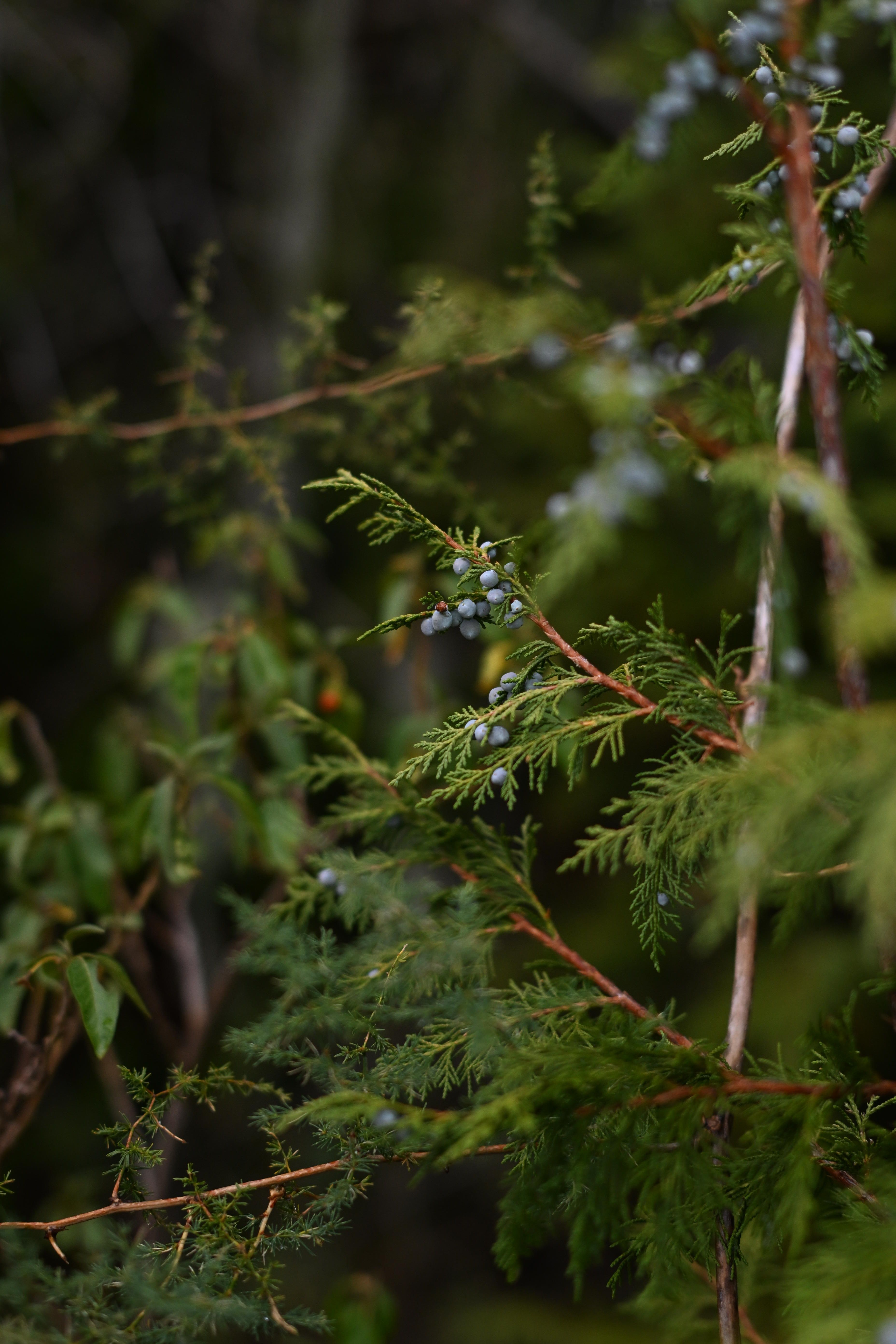 Juniper Photos, Download The BEST Free Juniper Stock Photos & HD Images