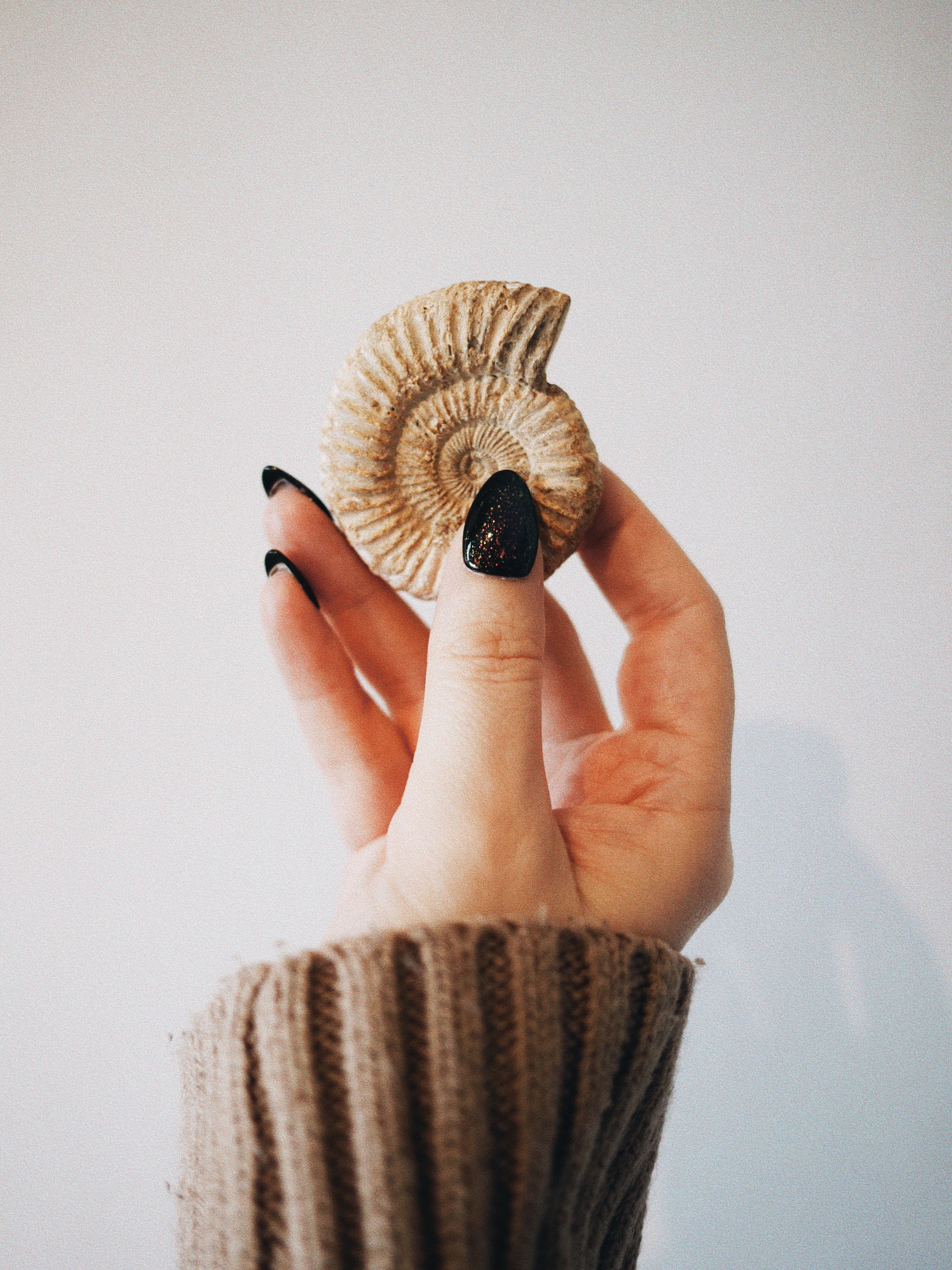 Fossil Photos, Download The BEST Free Fossil Stock Photos & HD Images