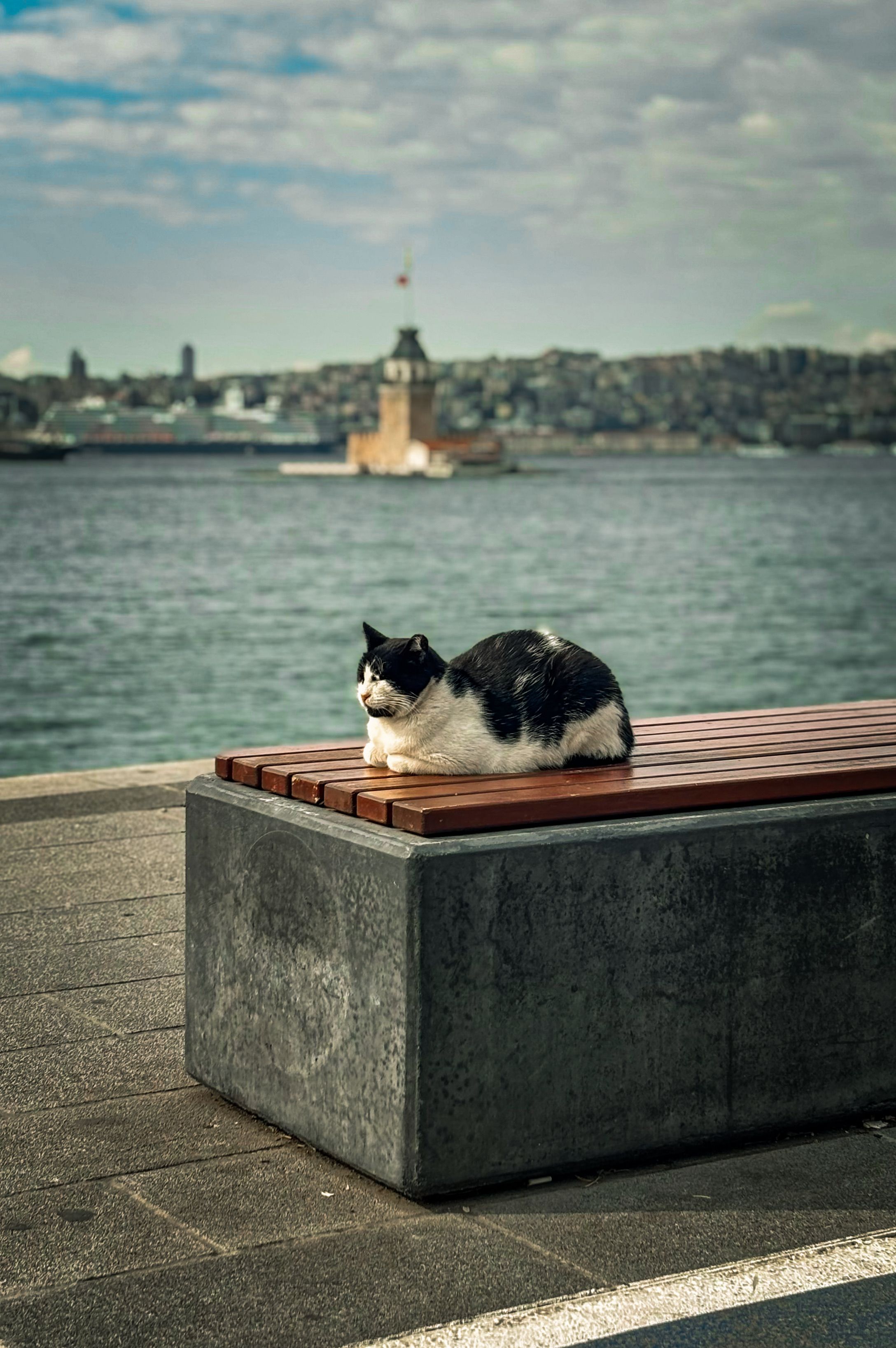 Smurf Cat Photos, Download The BEST Free Smurf Cat Stock Photos & HD Images