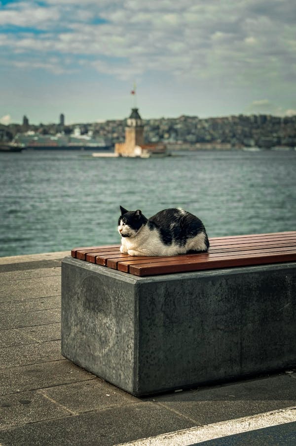 Smurf Cat Photos, Download The BEST Free Smurf Cat Stock Photos & HD Images