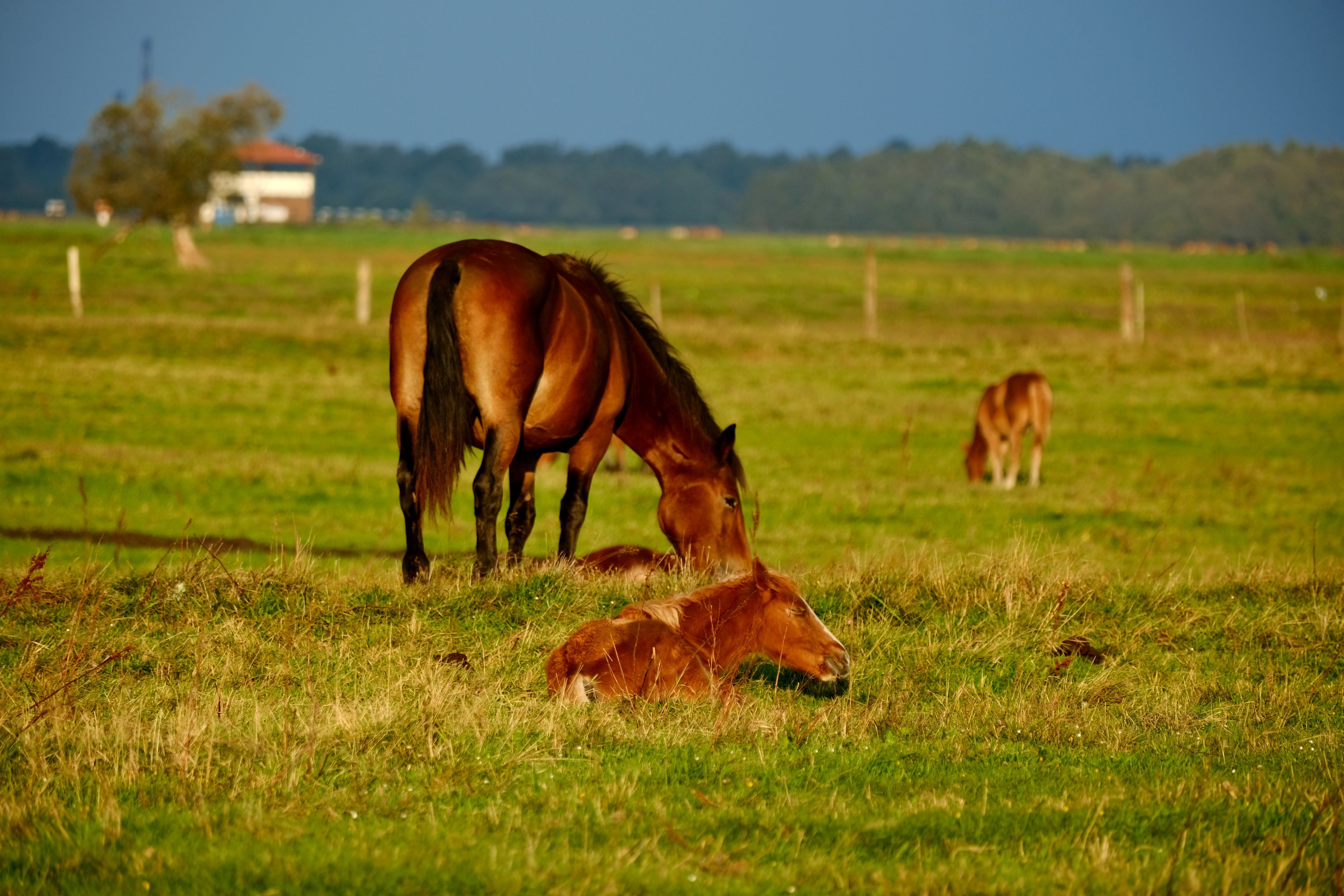 Paisagem Serena Com Cavalos Pastando Em Pastagens Exuberantes · Foto ...