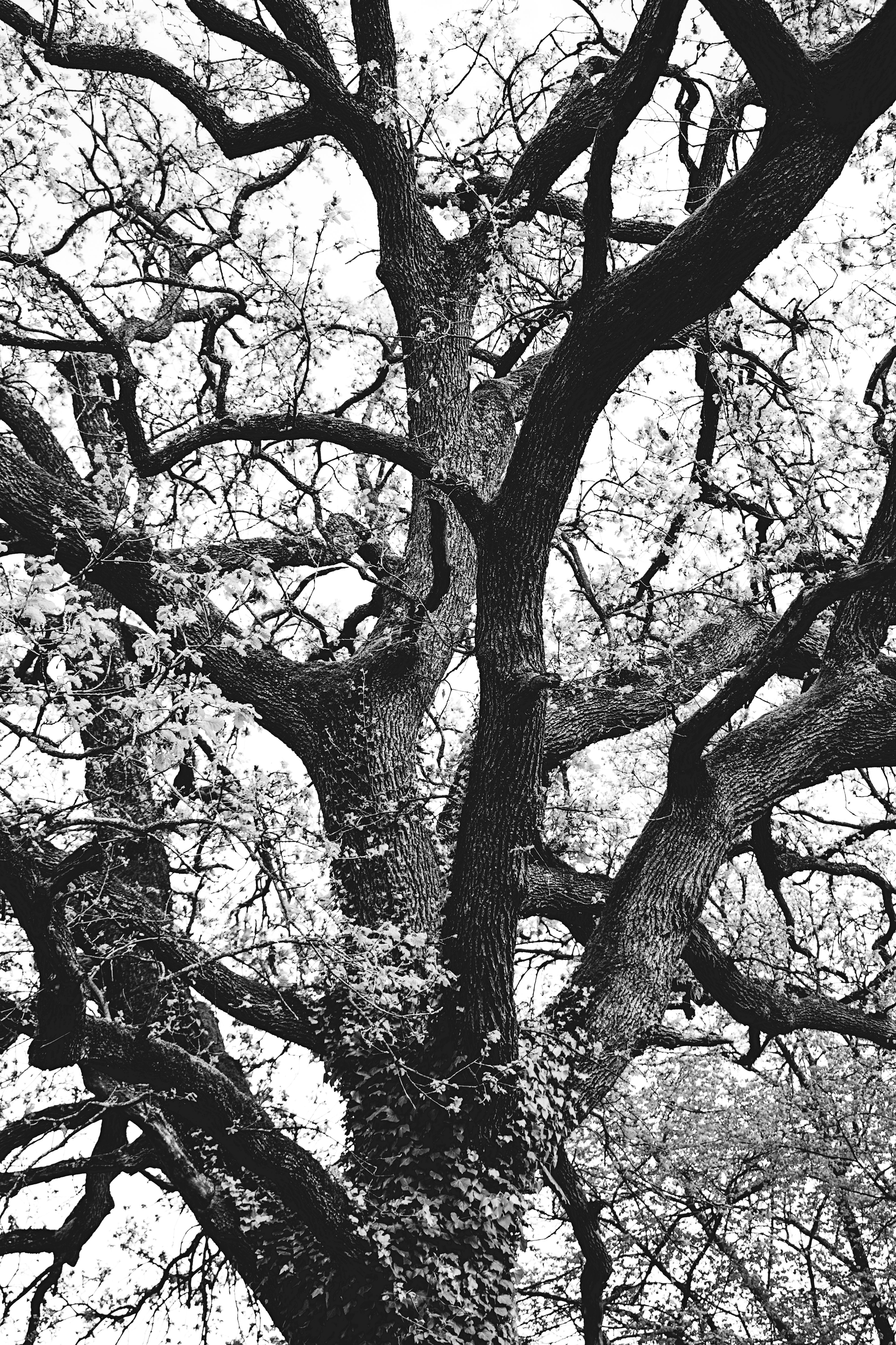 Terebinth Tree At "Oaks Of Mamre" Photos, Download The BEST Free ...