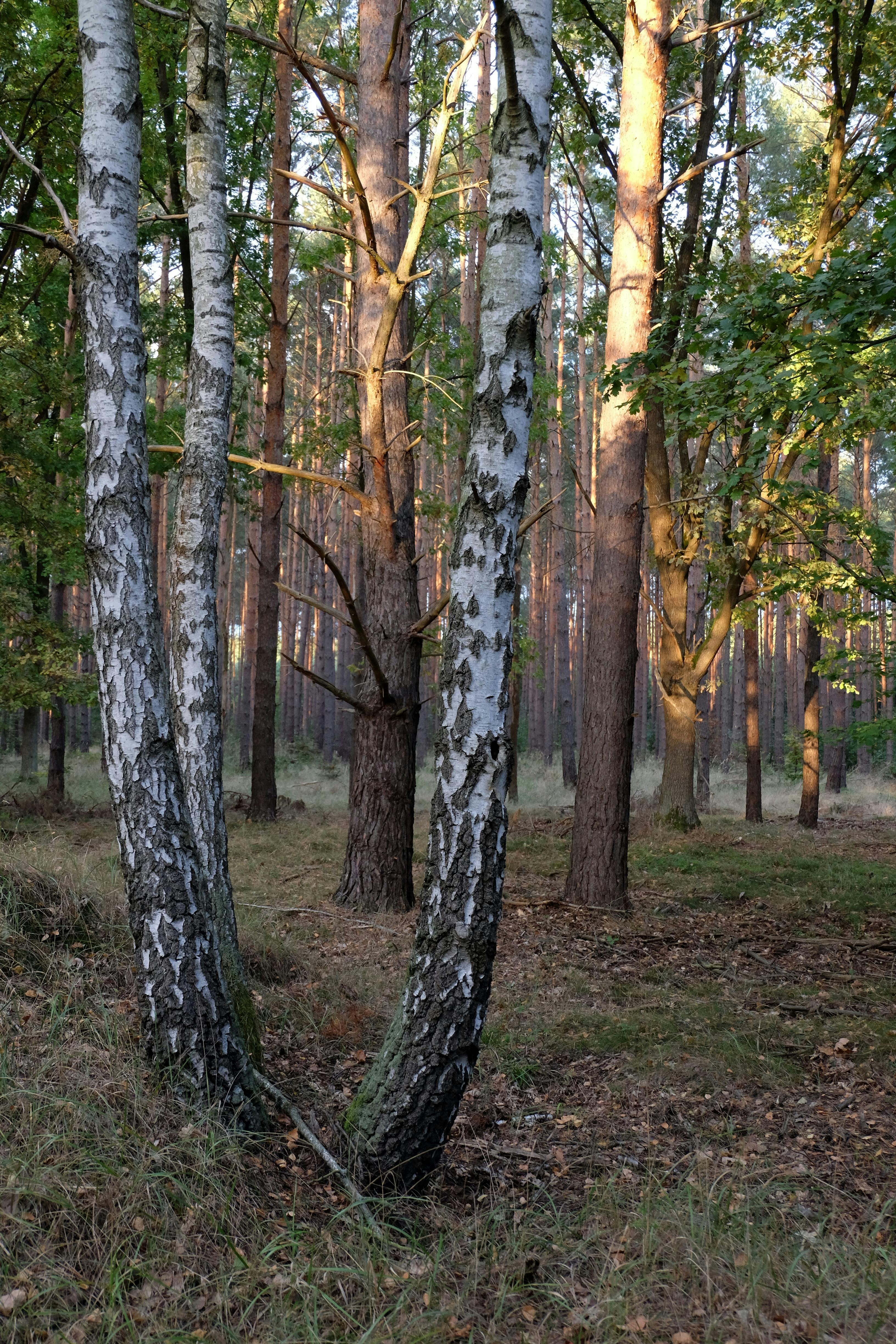 Serene Birch Forest at Dusk in Autumn · Free Stock Photo