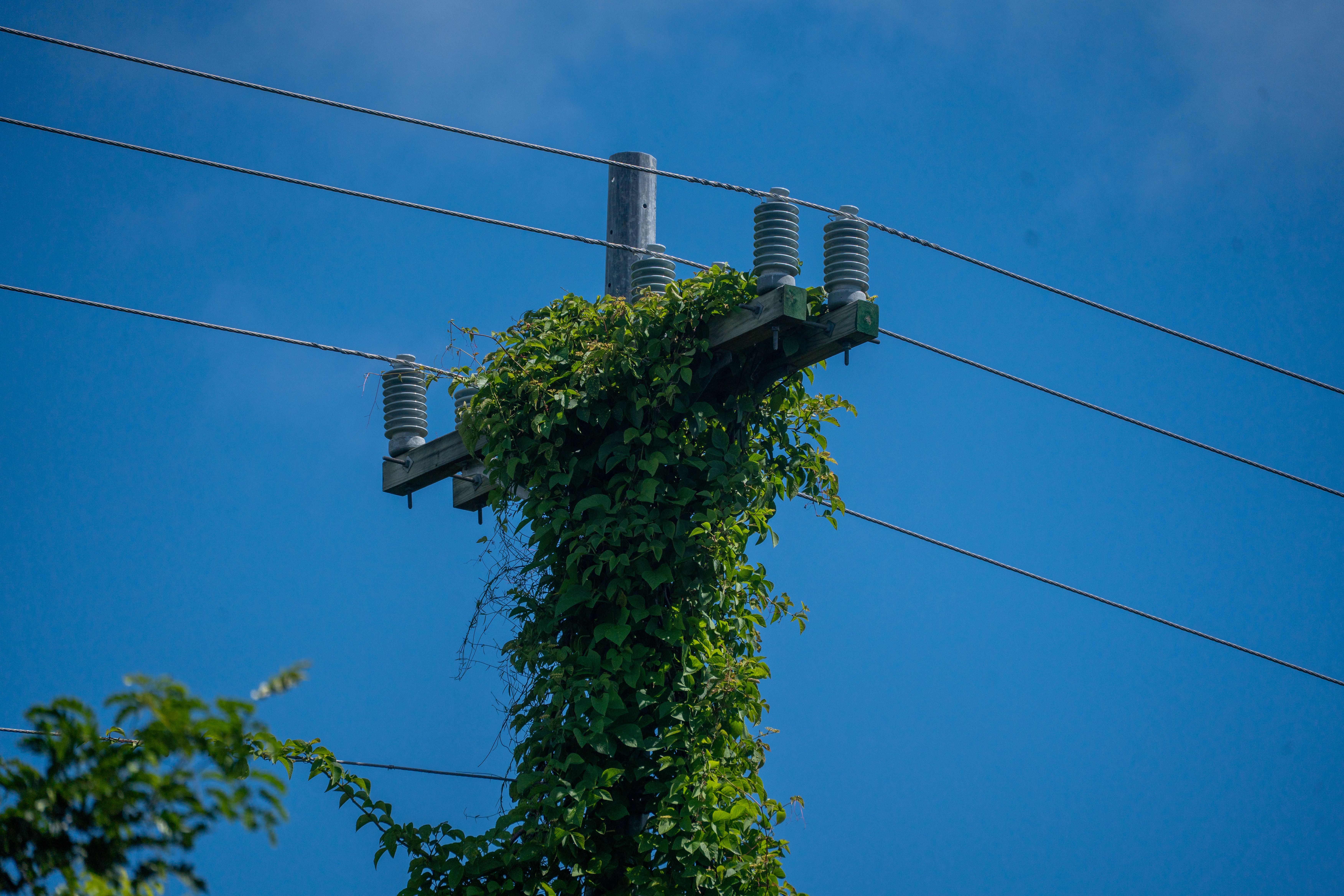 Electric pole covered with lush green vines · Free Stock Photo