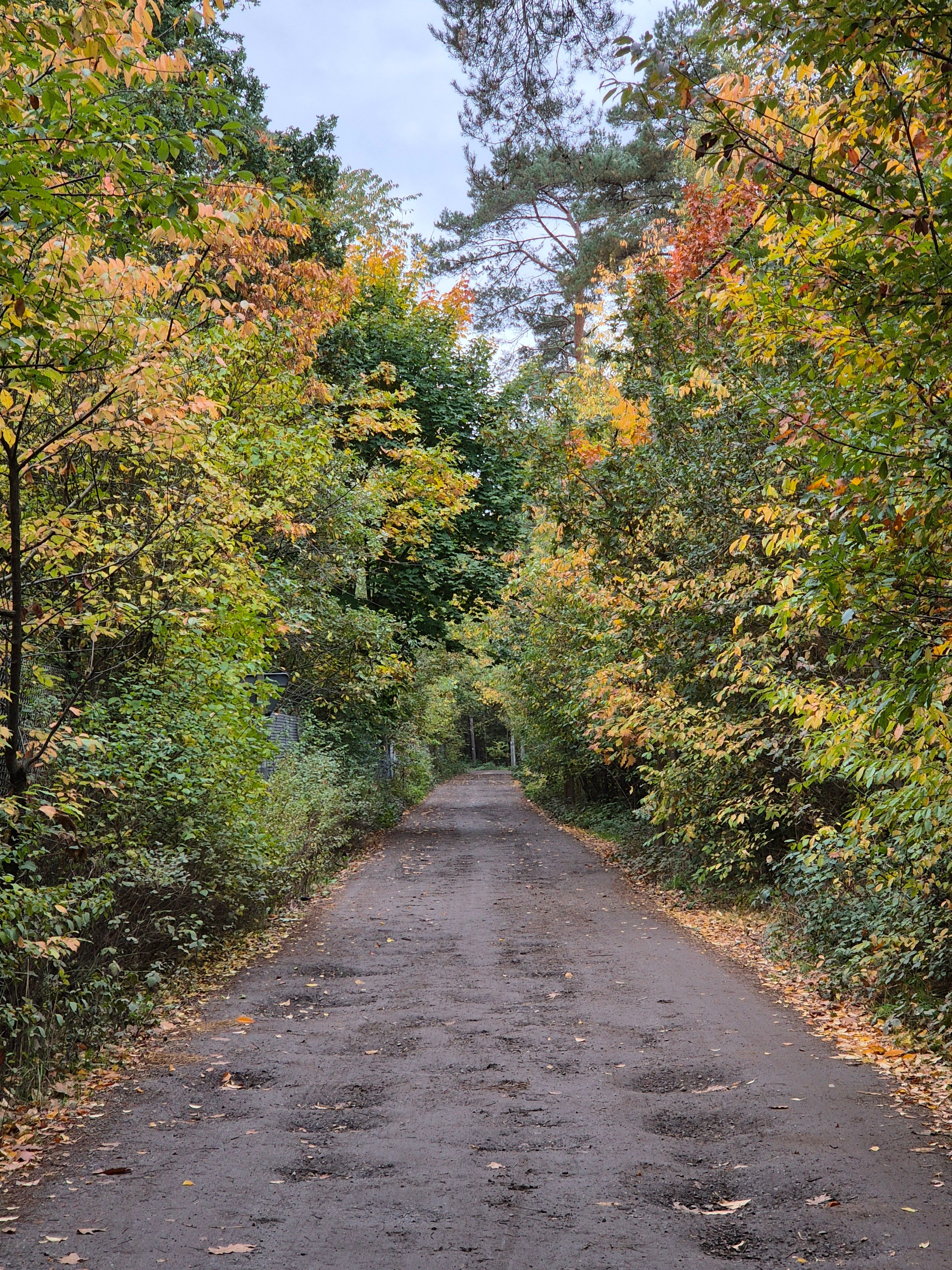 Serene Woodland Path in Autumn Foliage · Free Stock Photo